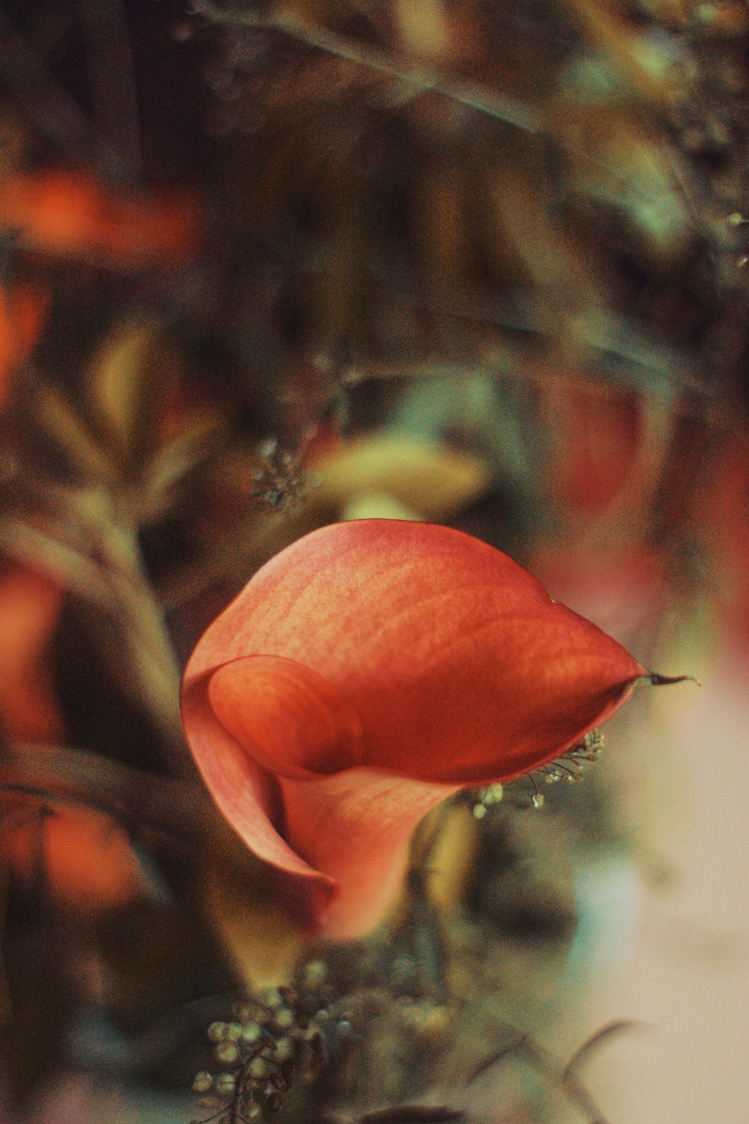 Close-up of a Calla Lily in Bloom · Free Stock Photo