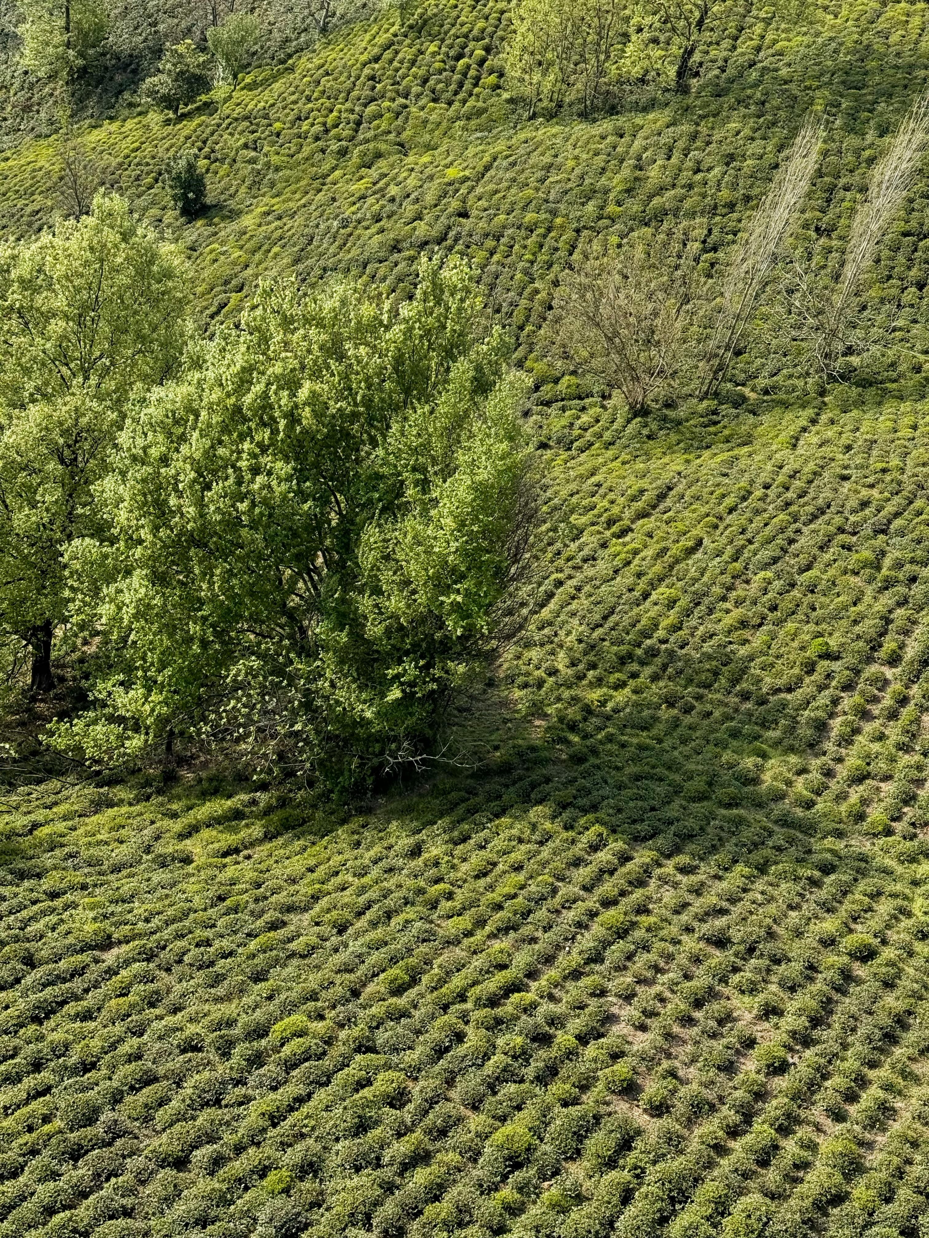 Green Tea Images Photos, Download The BEST Free Green Tea Images Stock ...