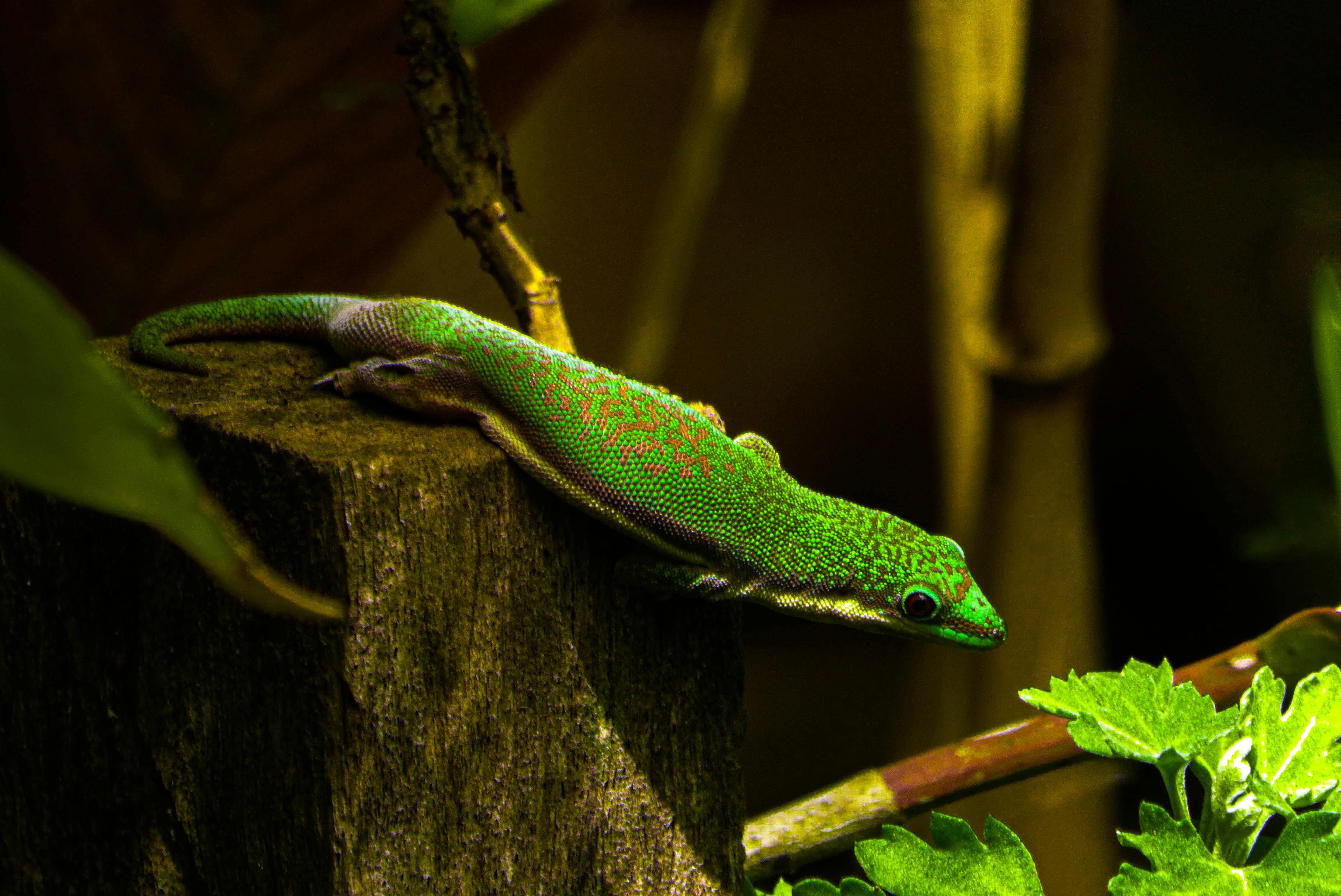 Vibrant Green Gecko on a Tree Stump · Free Stock Photo