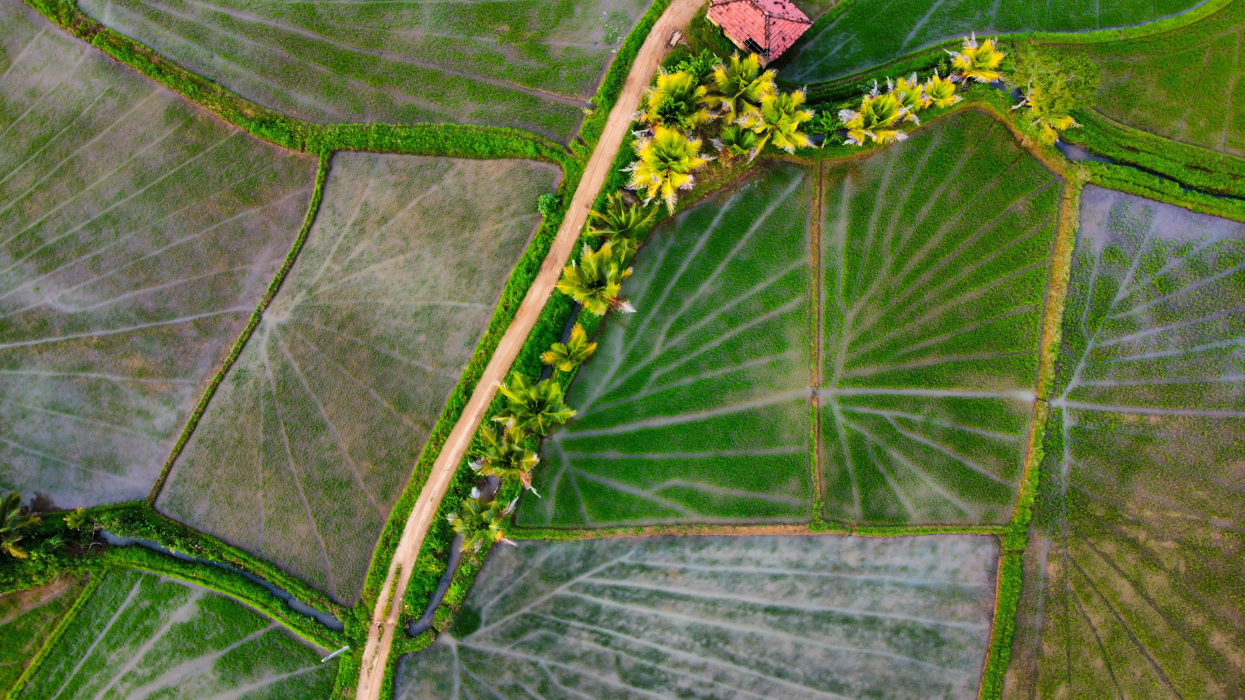 Aerial View of Lush Green Rice Fields and Pathway · Free Stock Photo