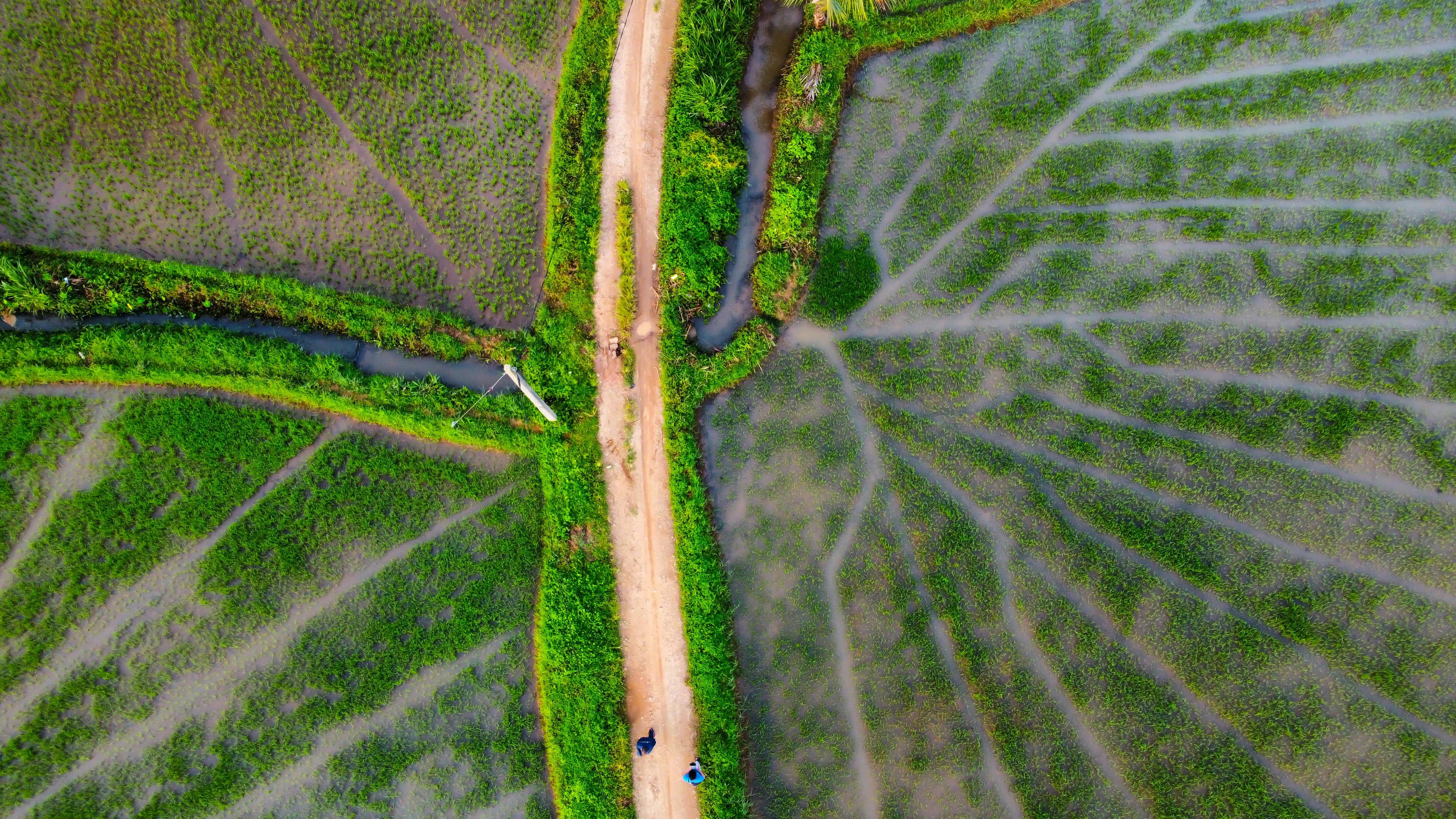Aerial View of Lush Rice Fields and Pathway · Free Stock Photo