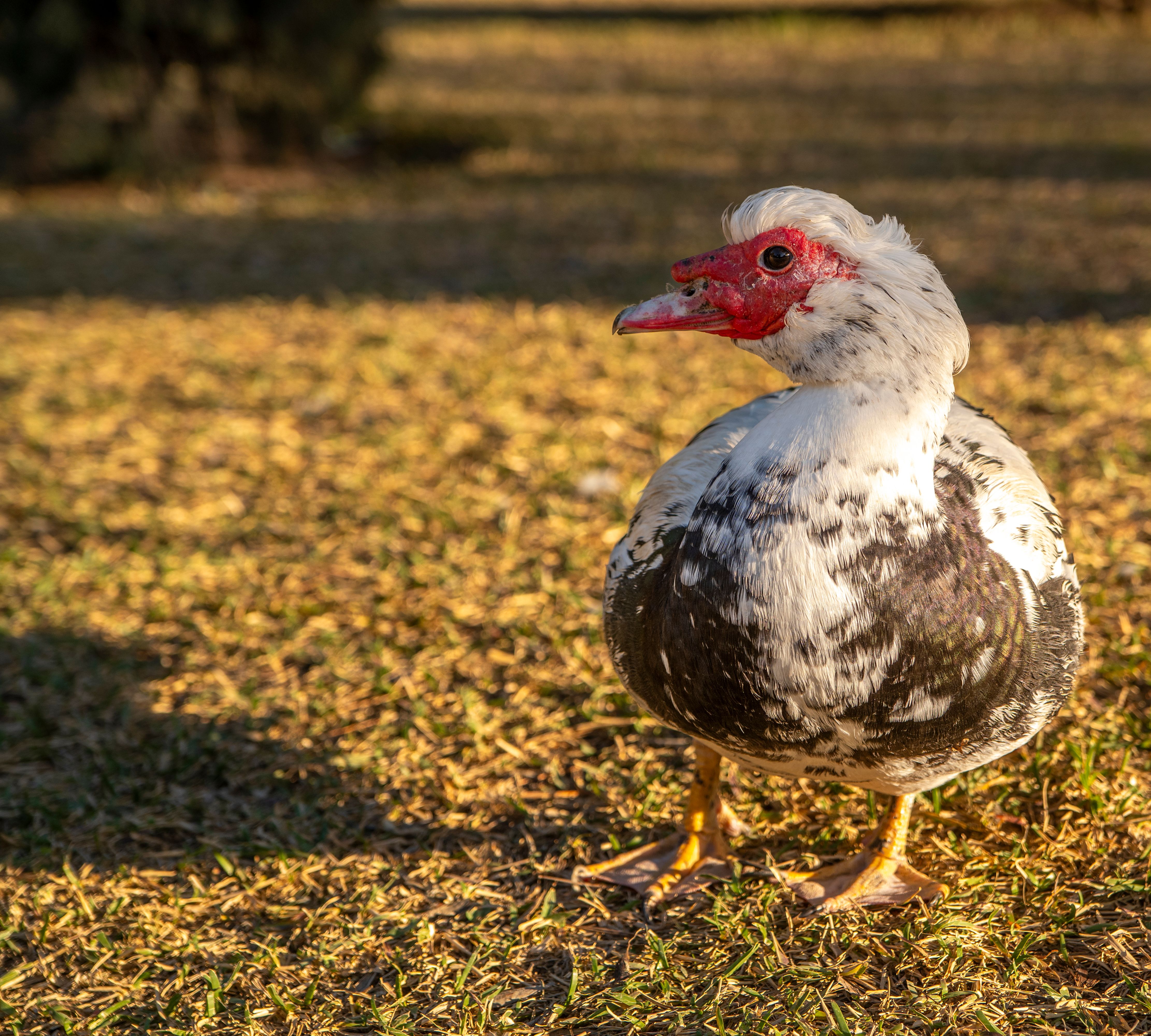 Banana Duck Tpe Photos, Download The BEST Free Banana Duck Tpe Stock ...
