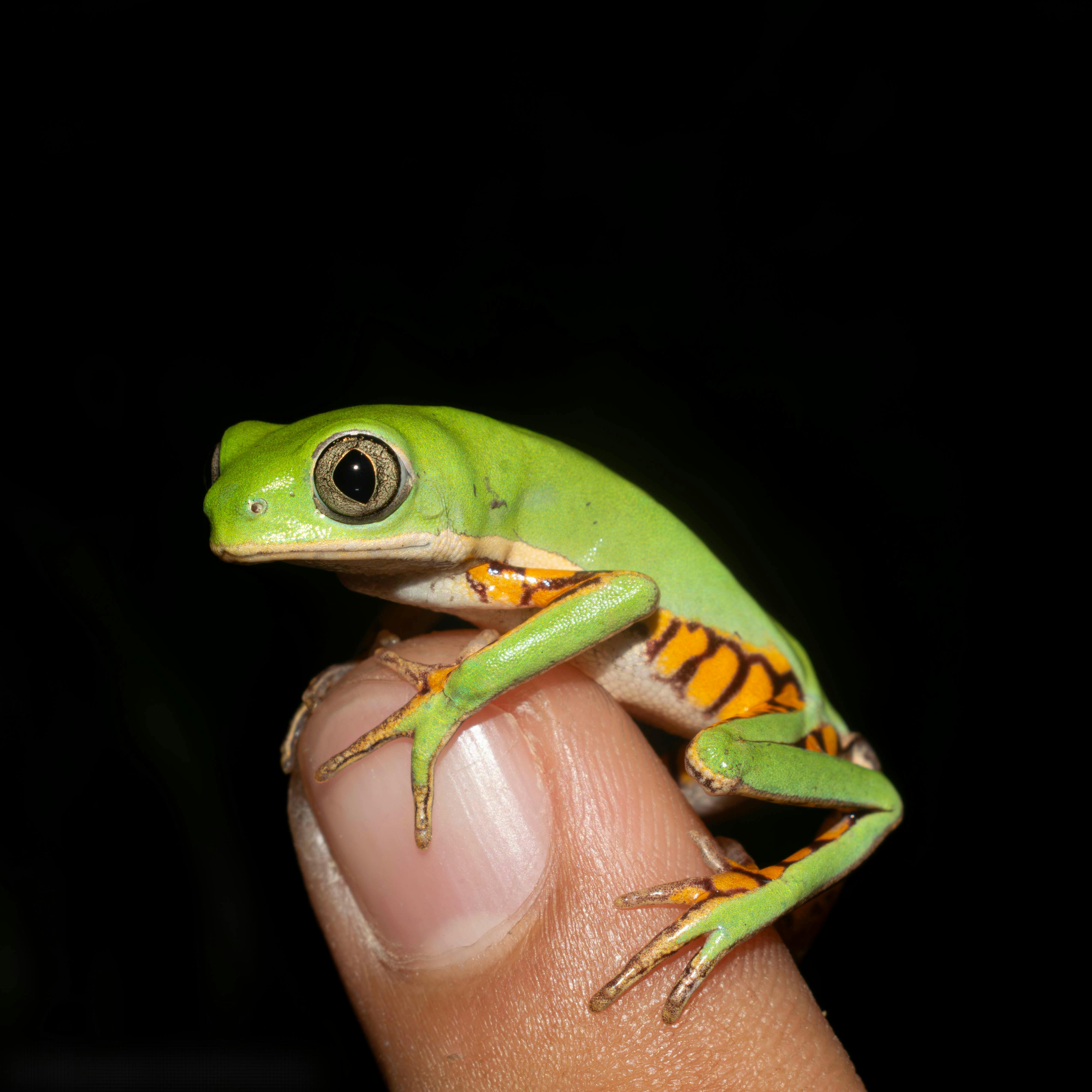 Paradoxical Frog on Finger Close-Up · Free Stock Photo