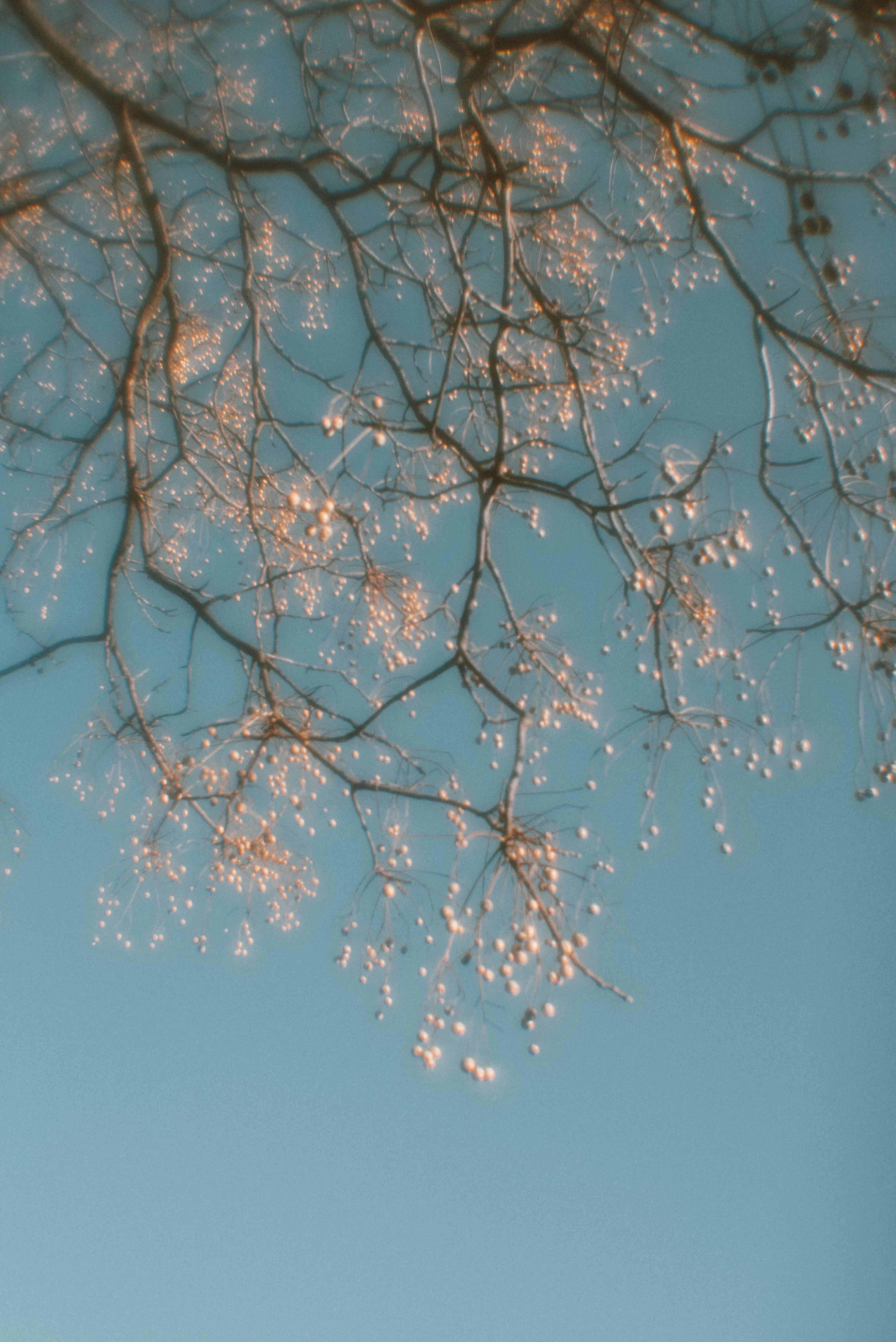 Dreamy Tree Branches Against Clear Blue Sky · Free Stock Photo