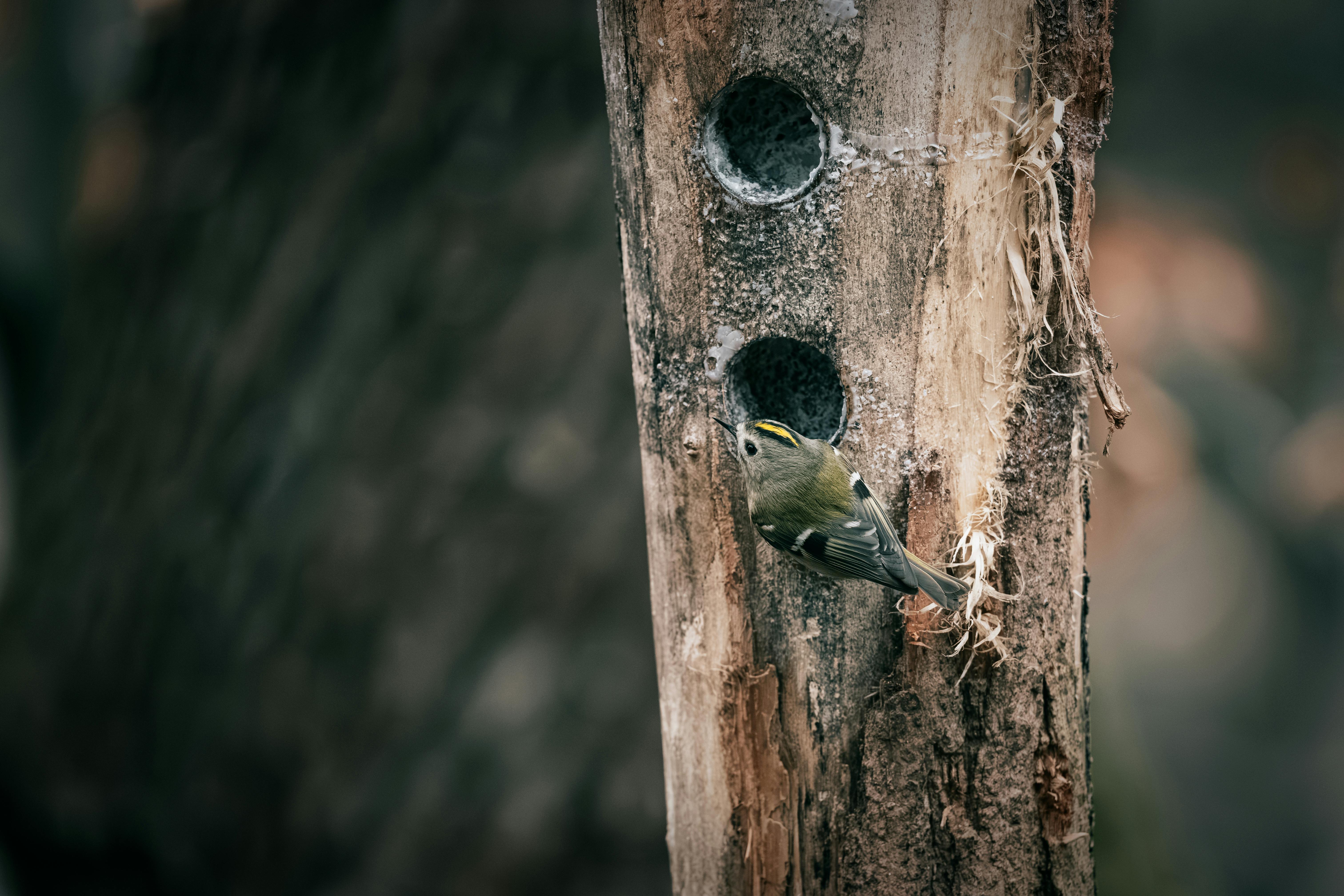 Small Casket Photos, Download The BEST Free Small Casket Stock Photos ...