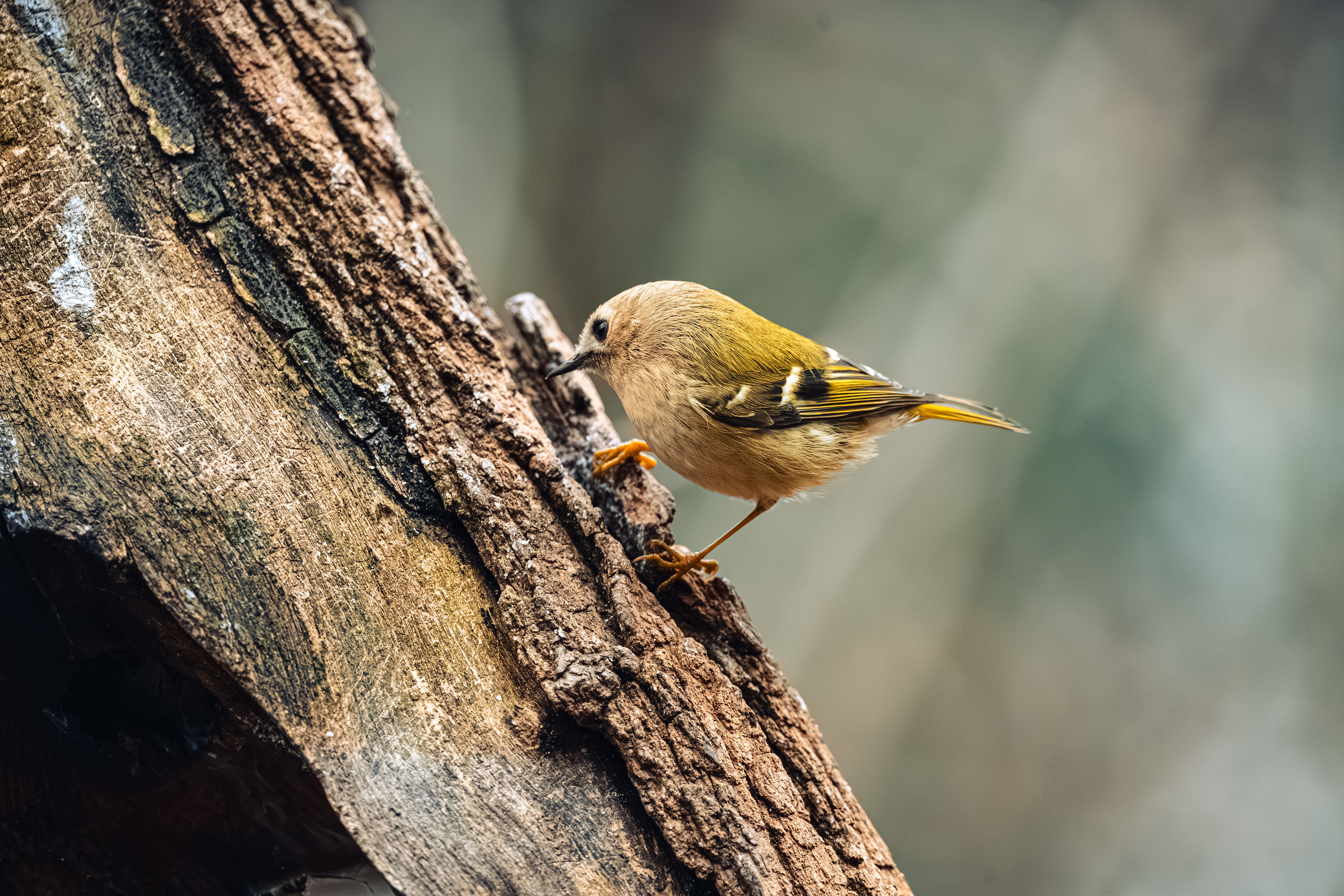 Close-up of a Goldcrest Bird on Tree Bark · Free Stock Photo