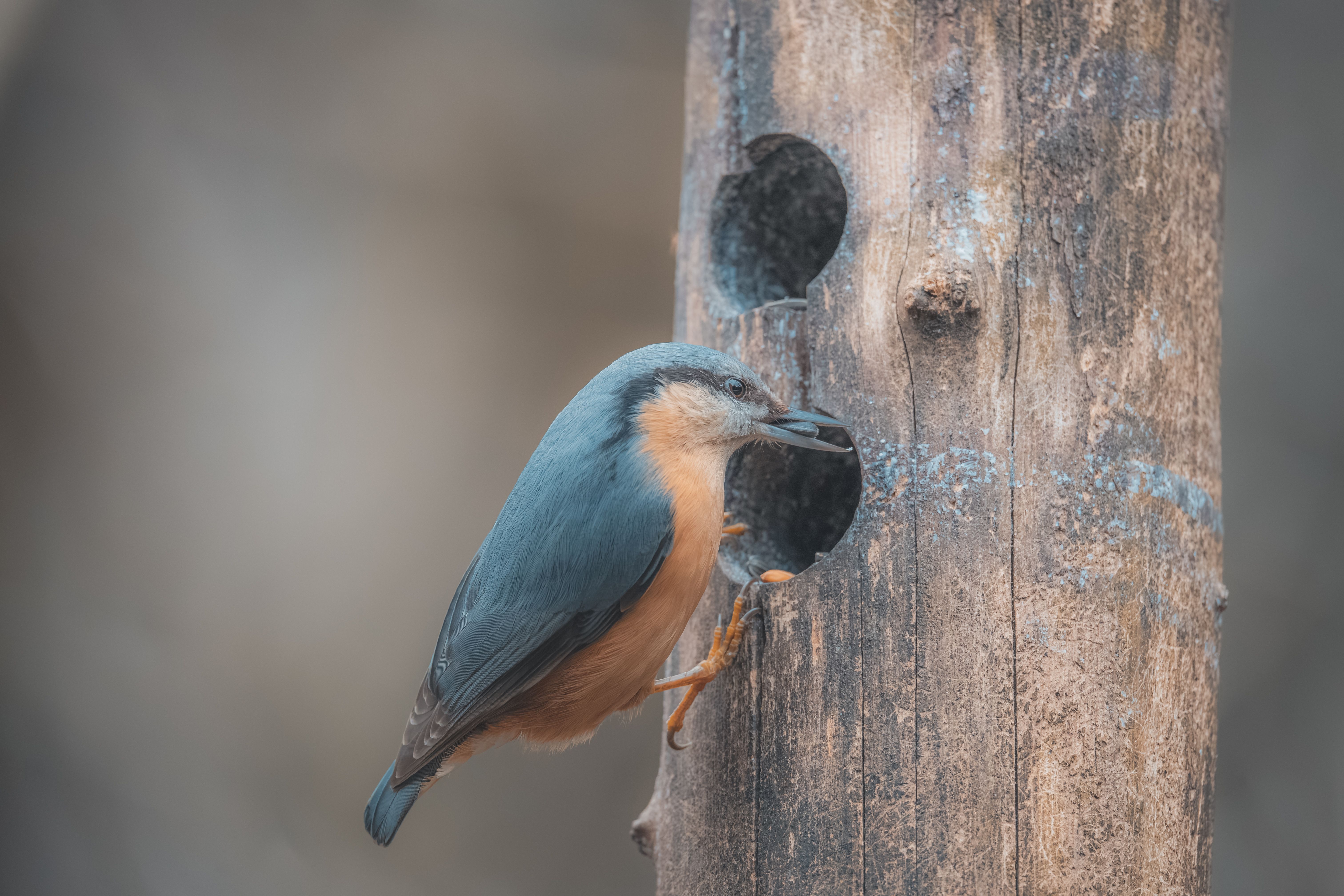 Eurasian Nuthatch Near Tree Nesting Hole · Free Stock Photo
