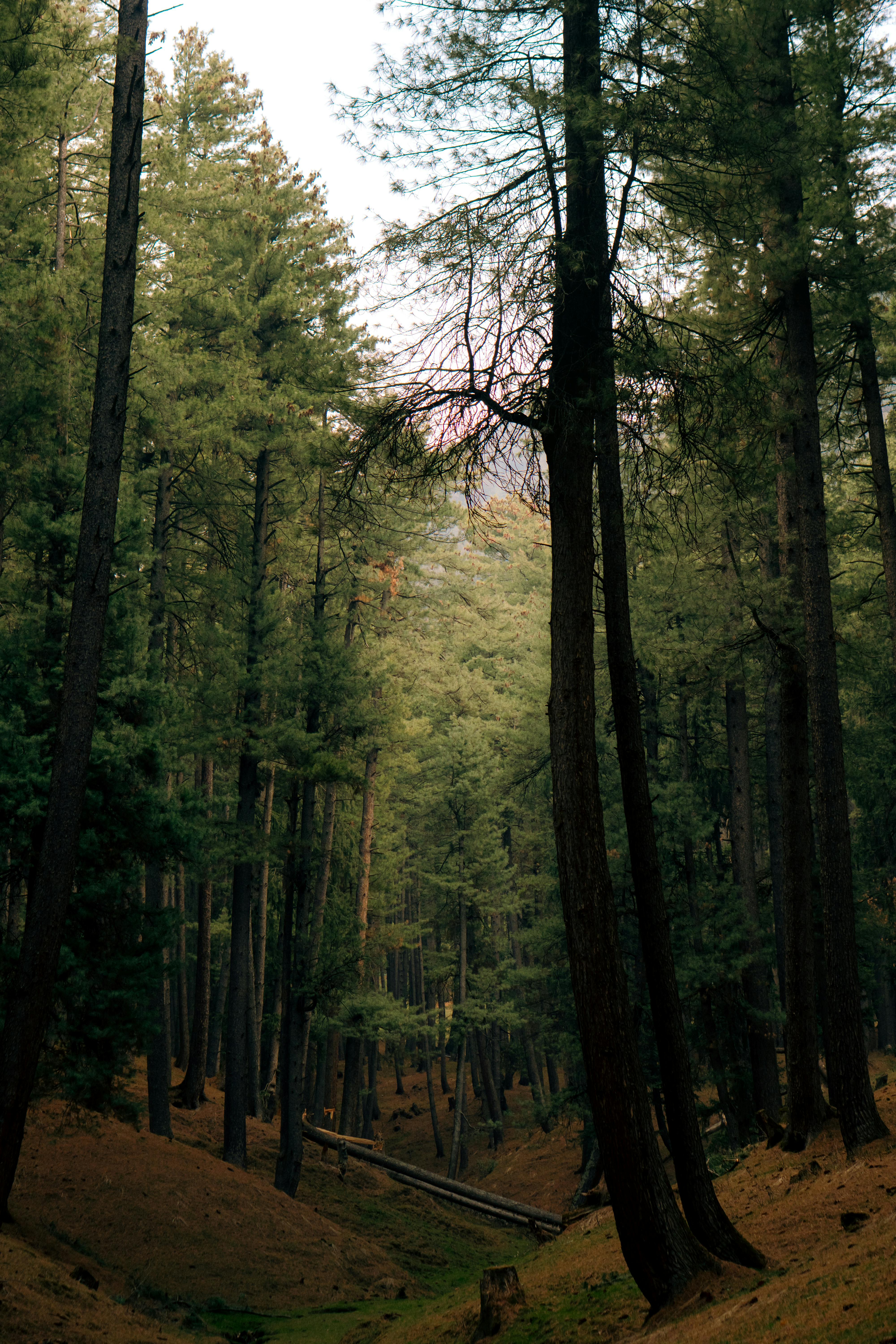 Person Walking Between Green Forest Trees · Free Stock Photo