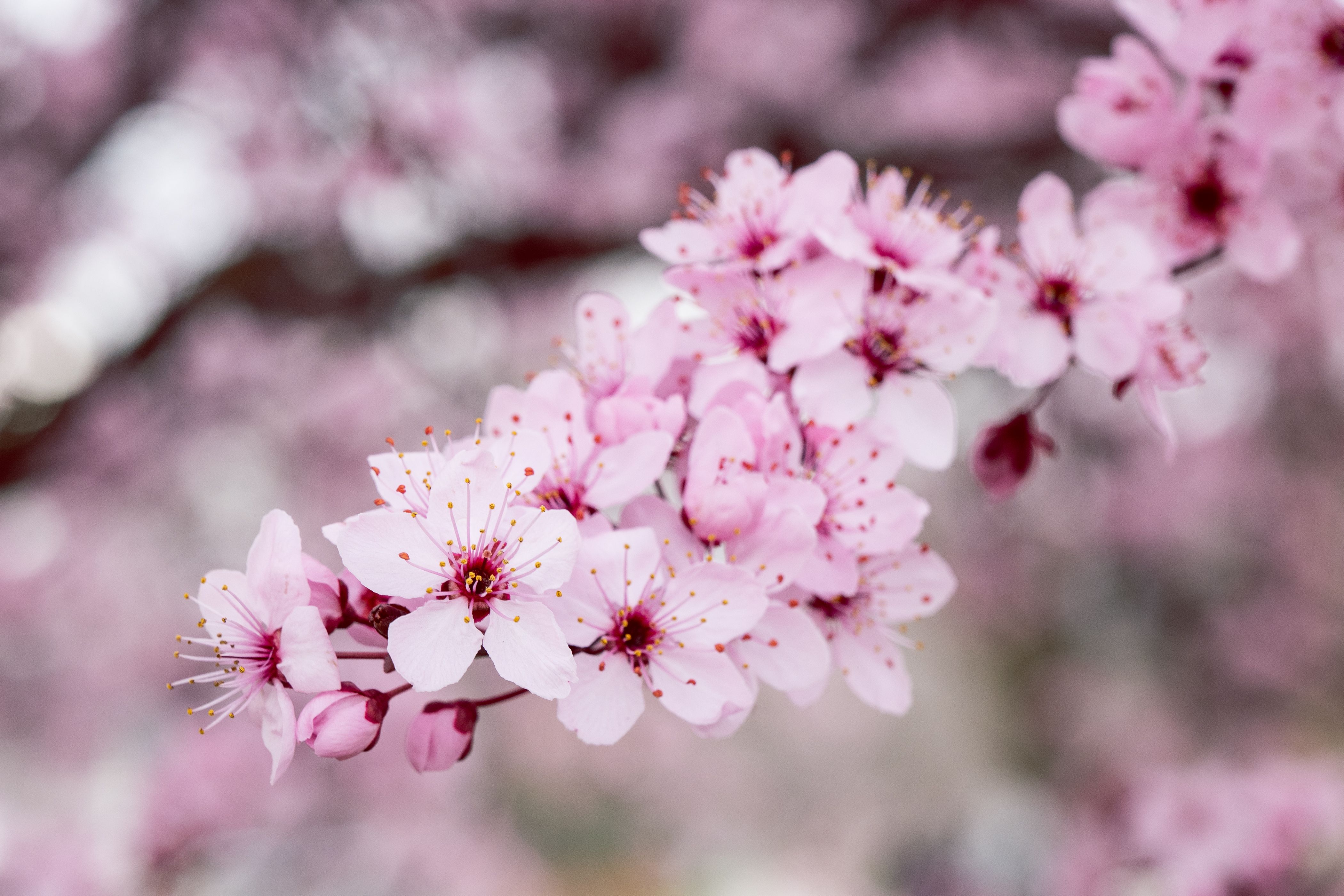 Vibrant Cherry Blossom Bloom in Springtime · Free Stock Photo