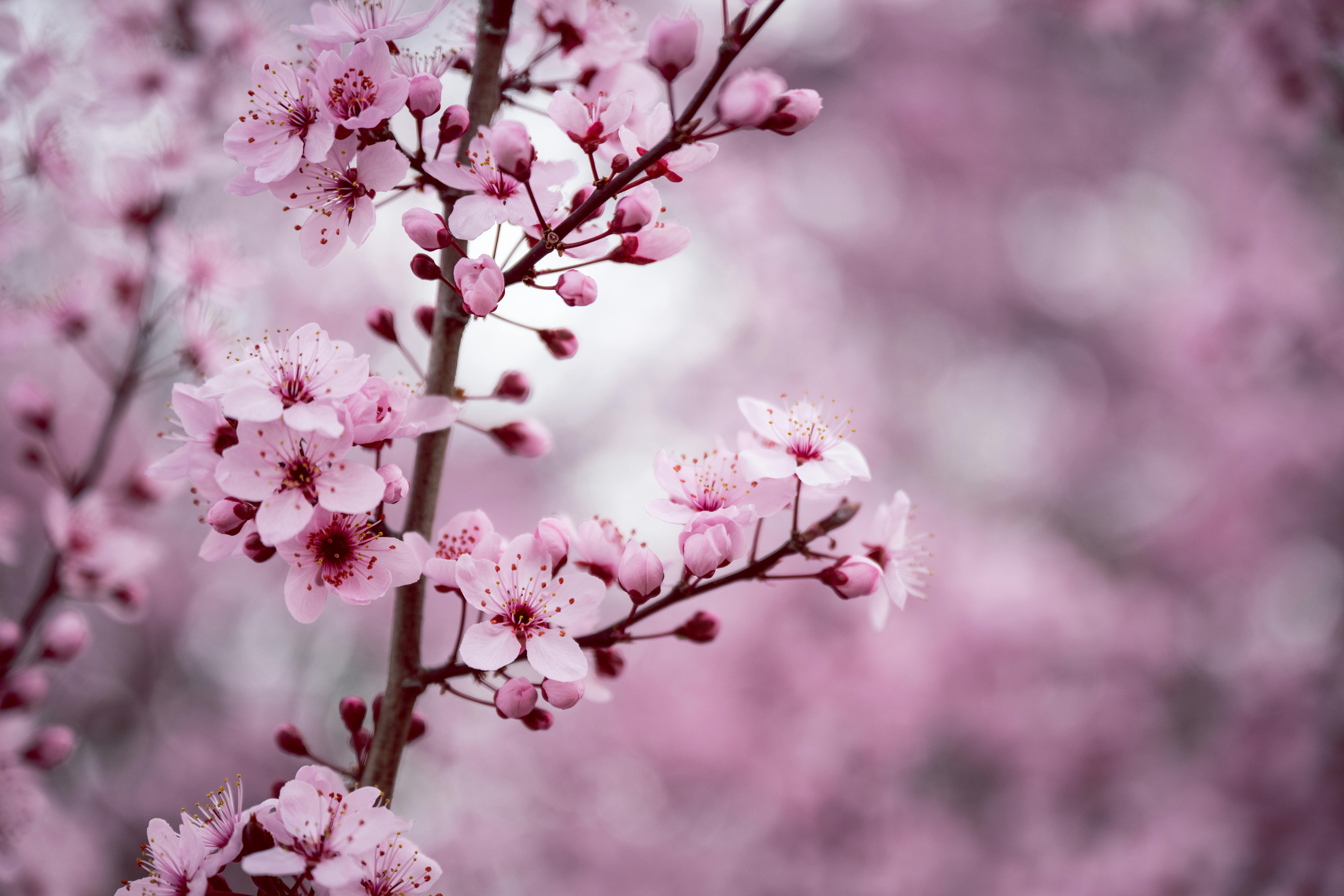 Beautiful Cherry Blossoms in Boise, Idaho · Free Stock Photo