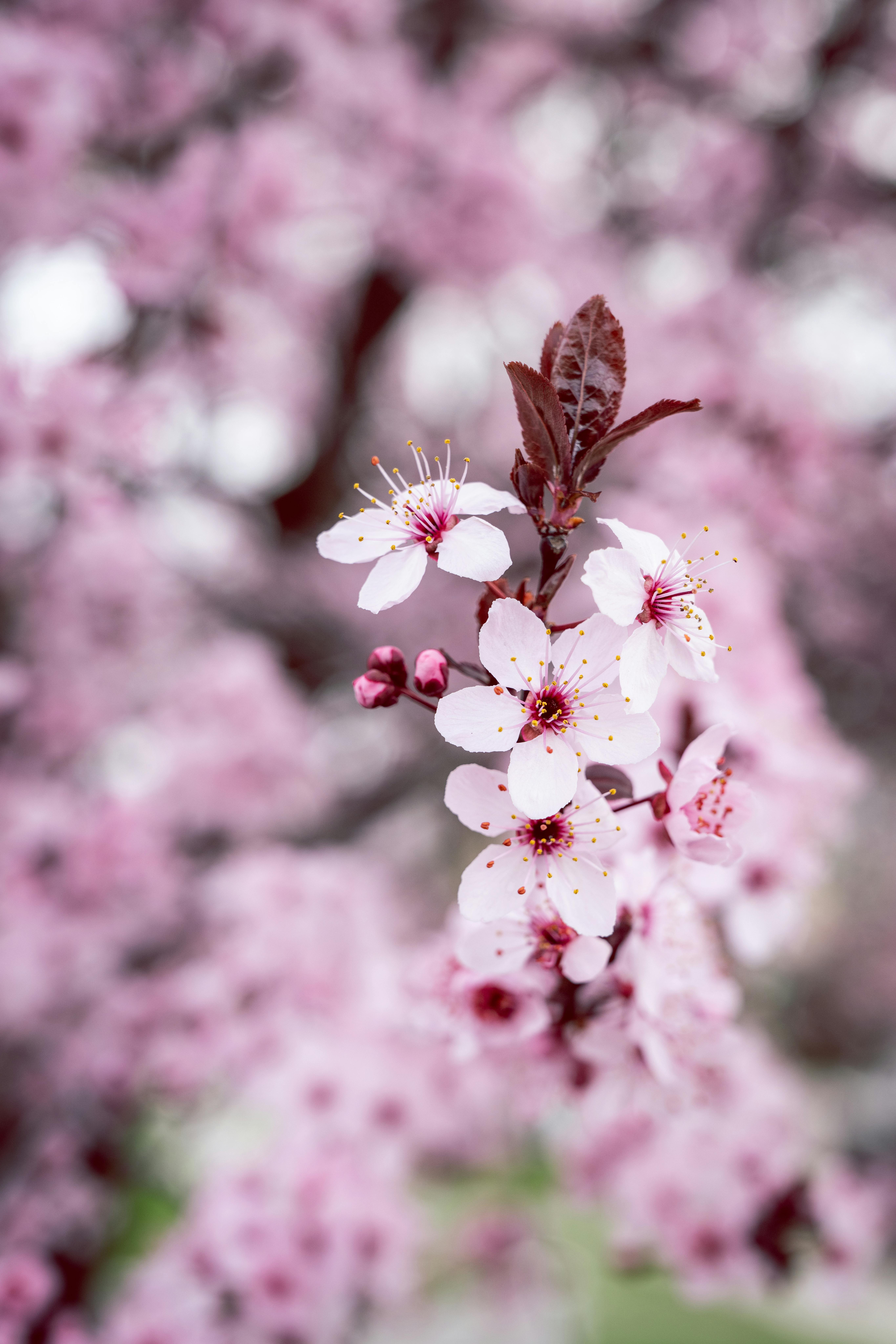Blossoming Cherry Blossoms in Boise Springtime · Free Stock Photo