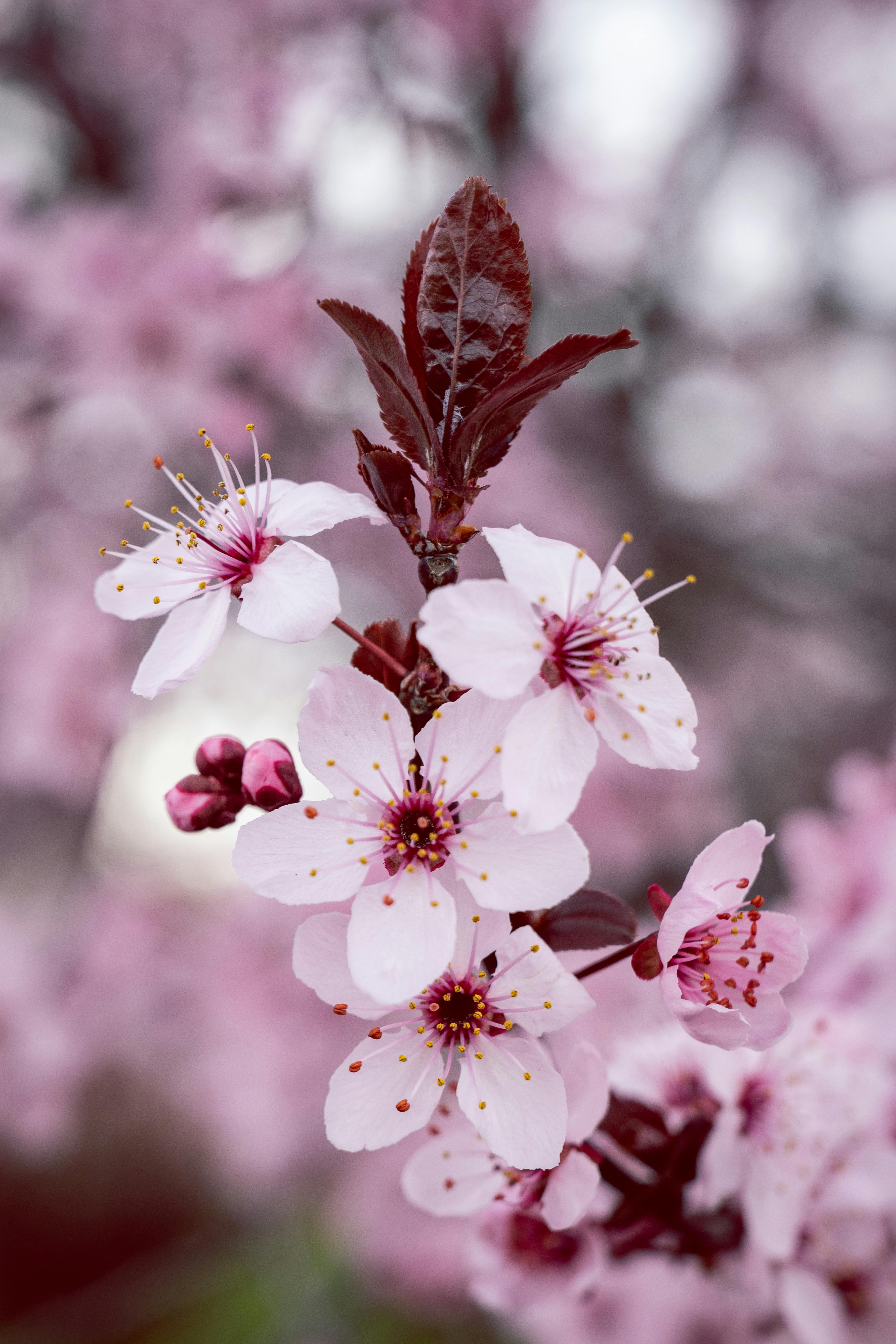 Beautiful Cherry Blossom Blooming in Spring · Free Stock Photo