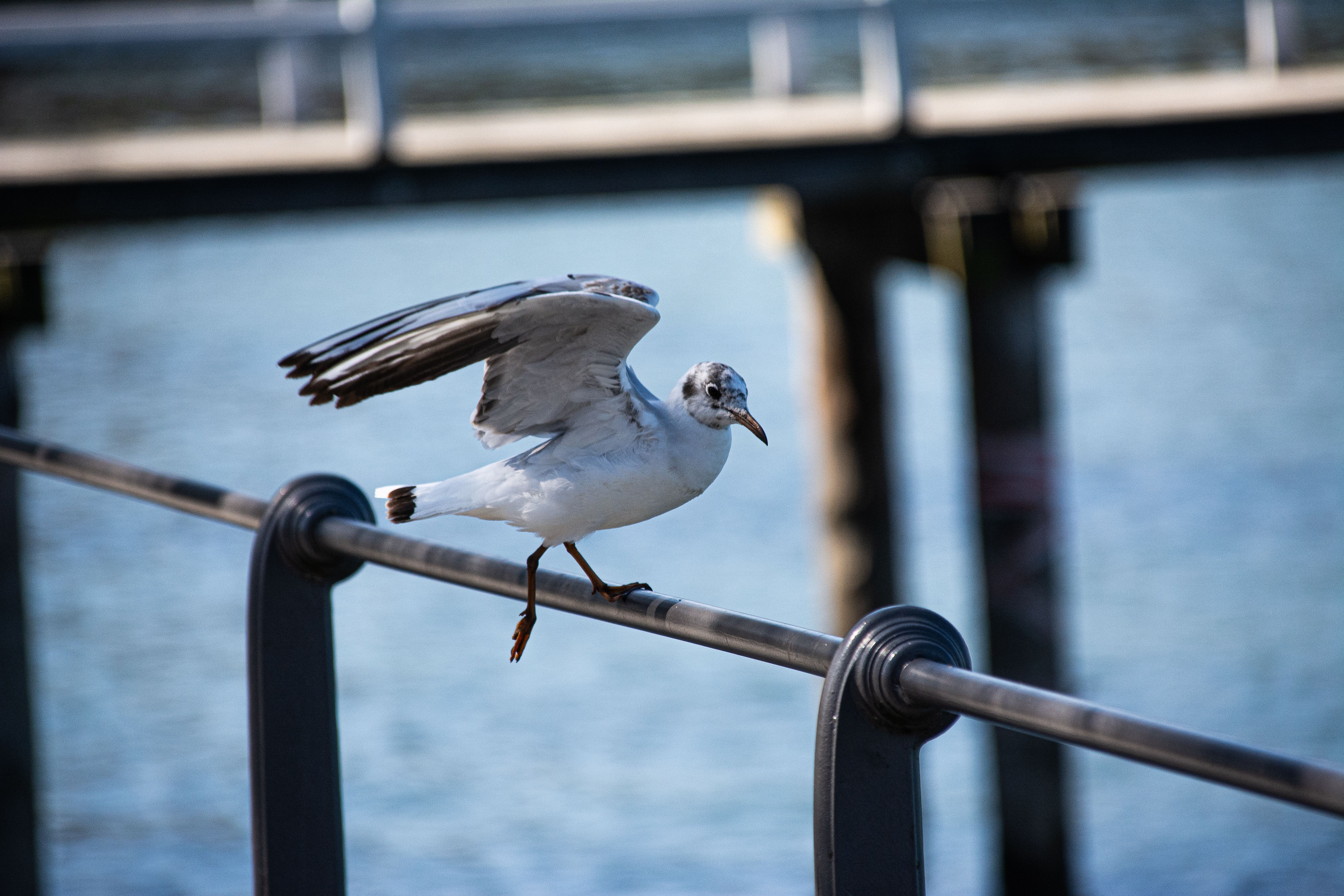 Seagull Perched on Railing by Water · Free Stock Photo