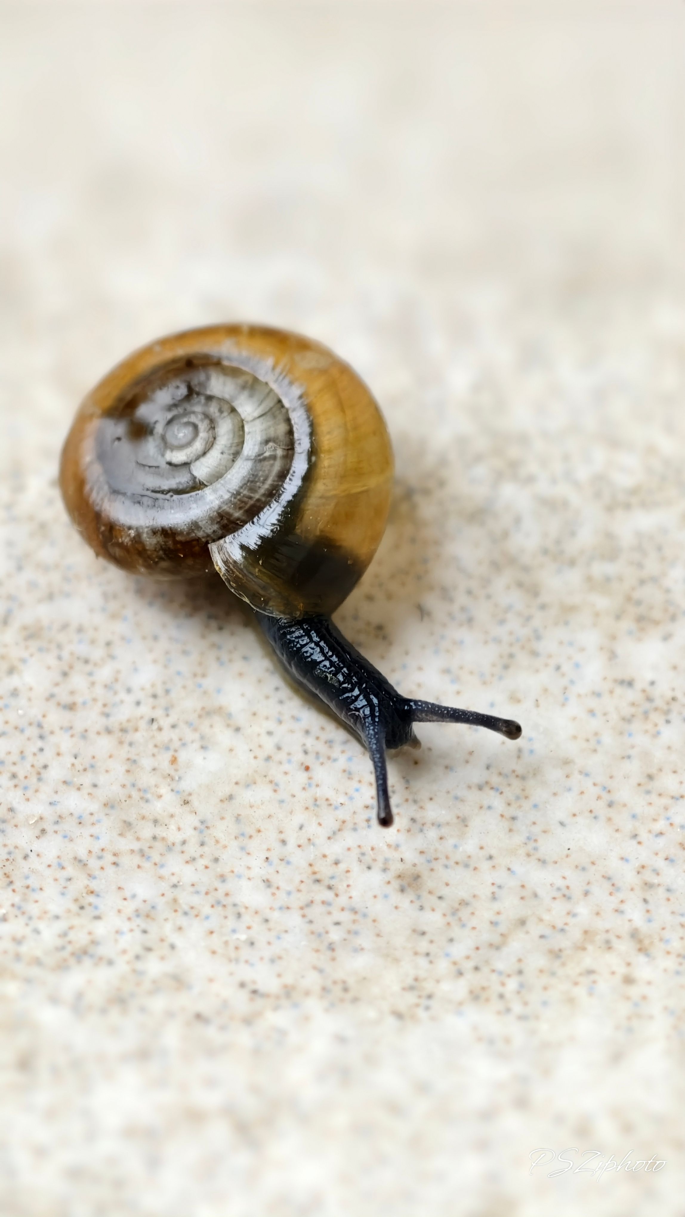 Close-up of Common Snail on Sandy Surface · Free Stock Photo