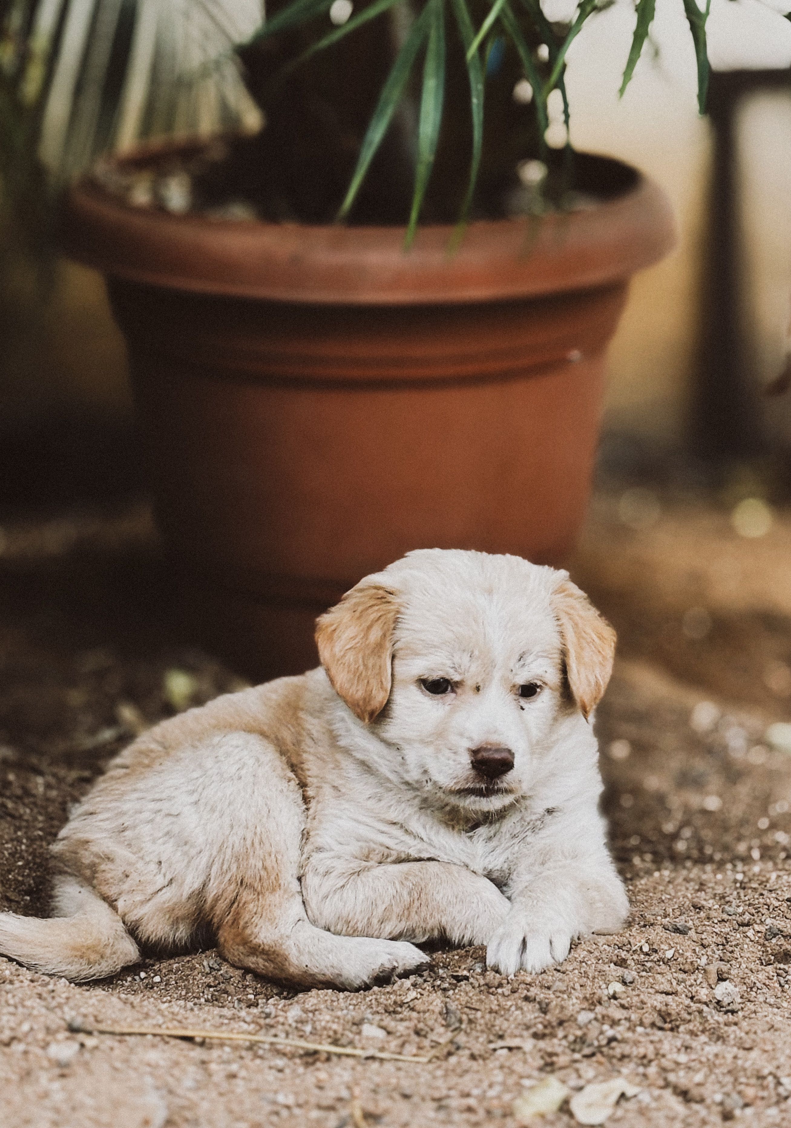 Puppy Boy Photos, Download The BEST Free Puppy Boy Stock Photos & HD Images