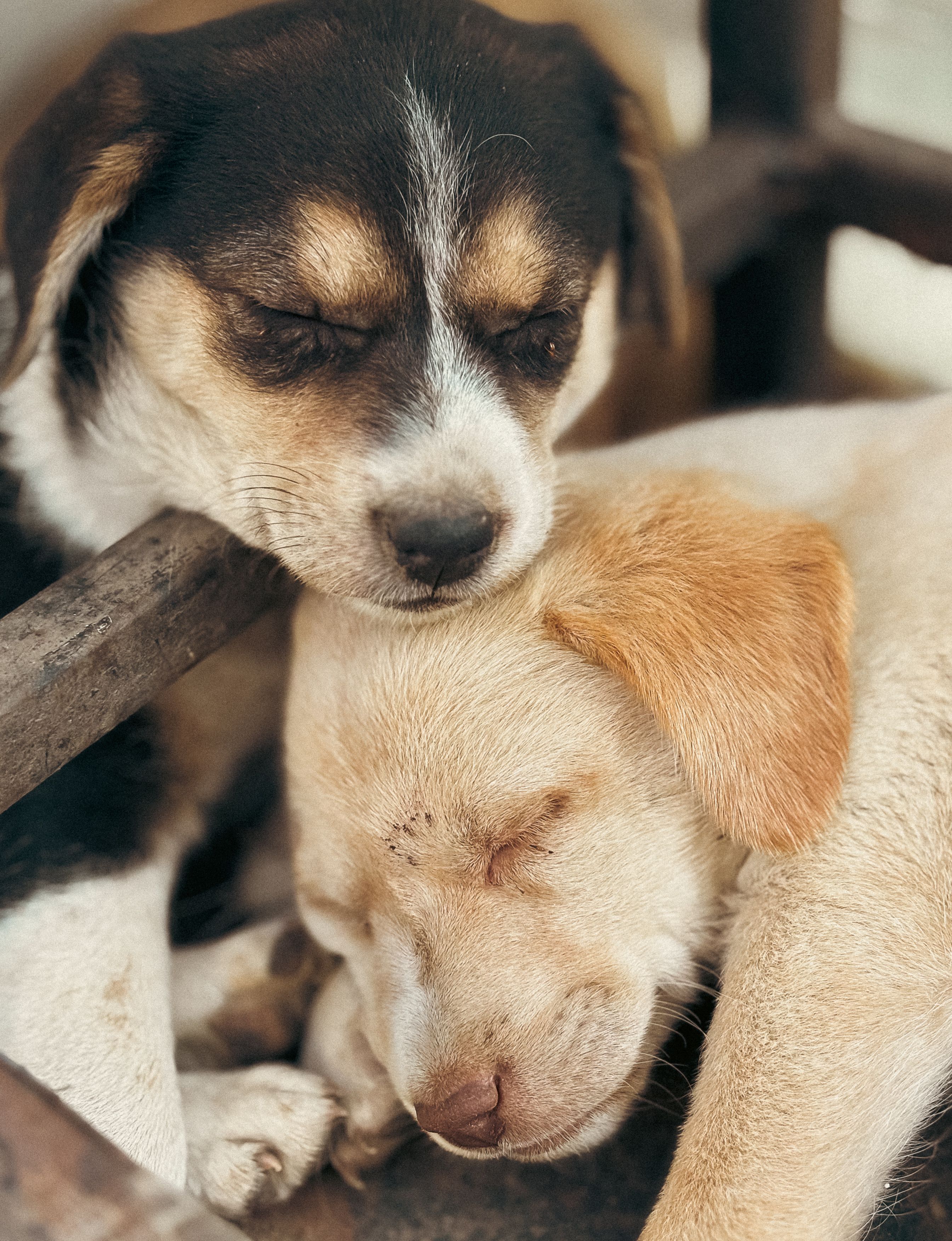 Puppy Boy Photos, Download The BEST Free Puppy Boy Stock Photos & HD Images