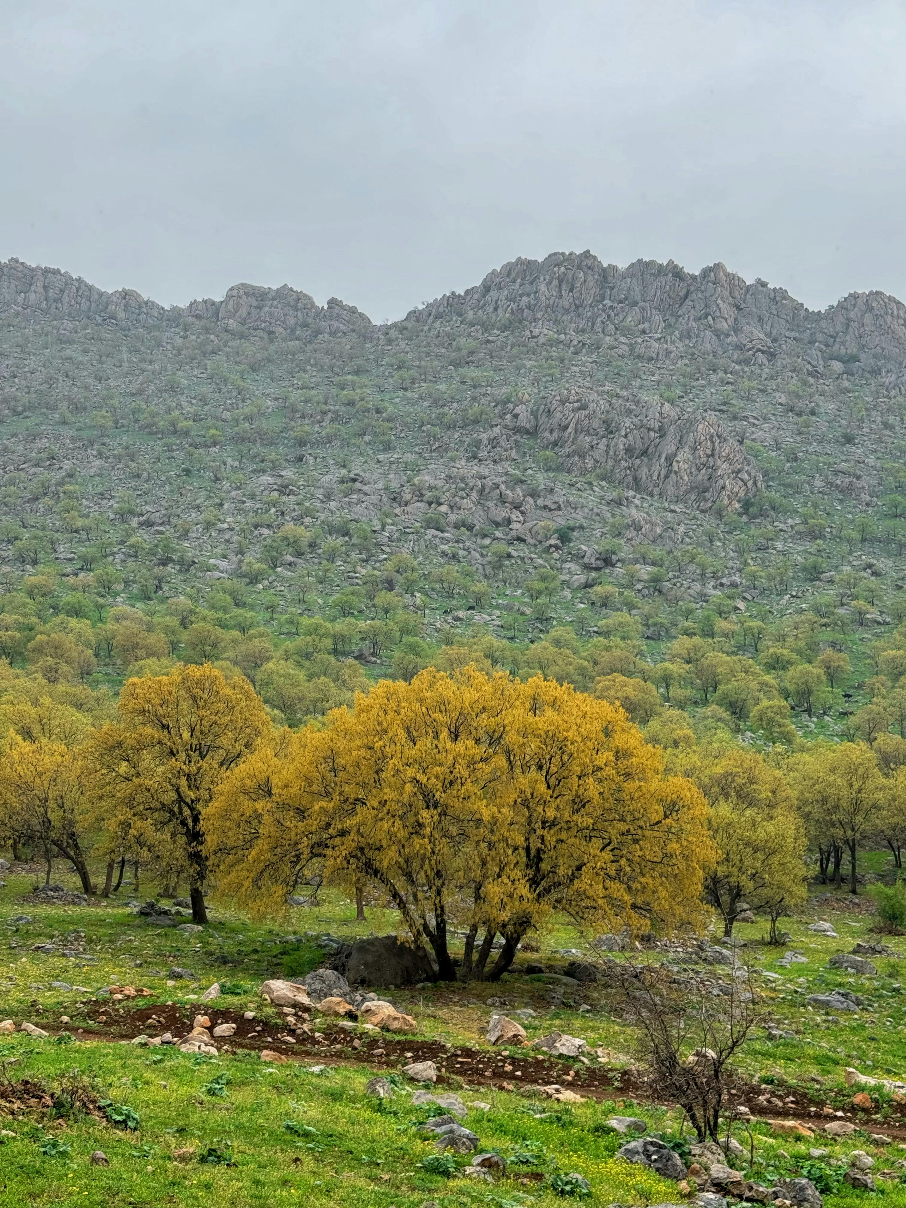 Lush Forest Landscape in Iraqi Mountains · Free Stock Photo