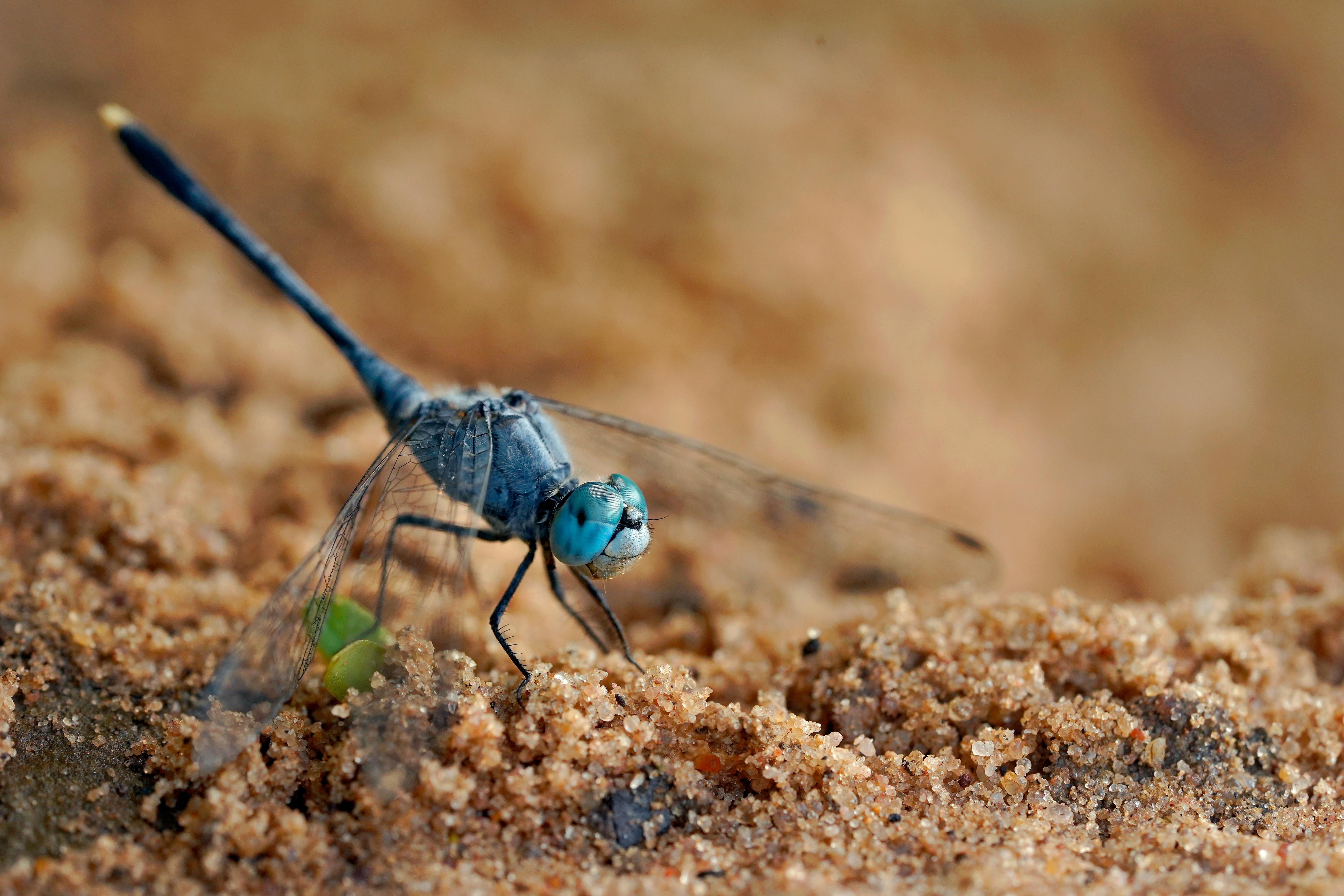 Close-Up of Blue Dragonfly on Sandy Surface · Free Stock Photo