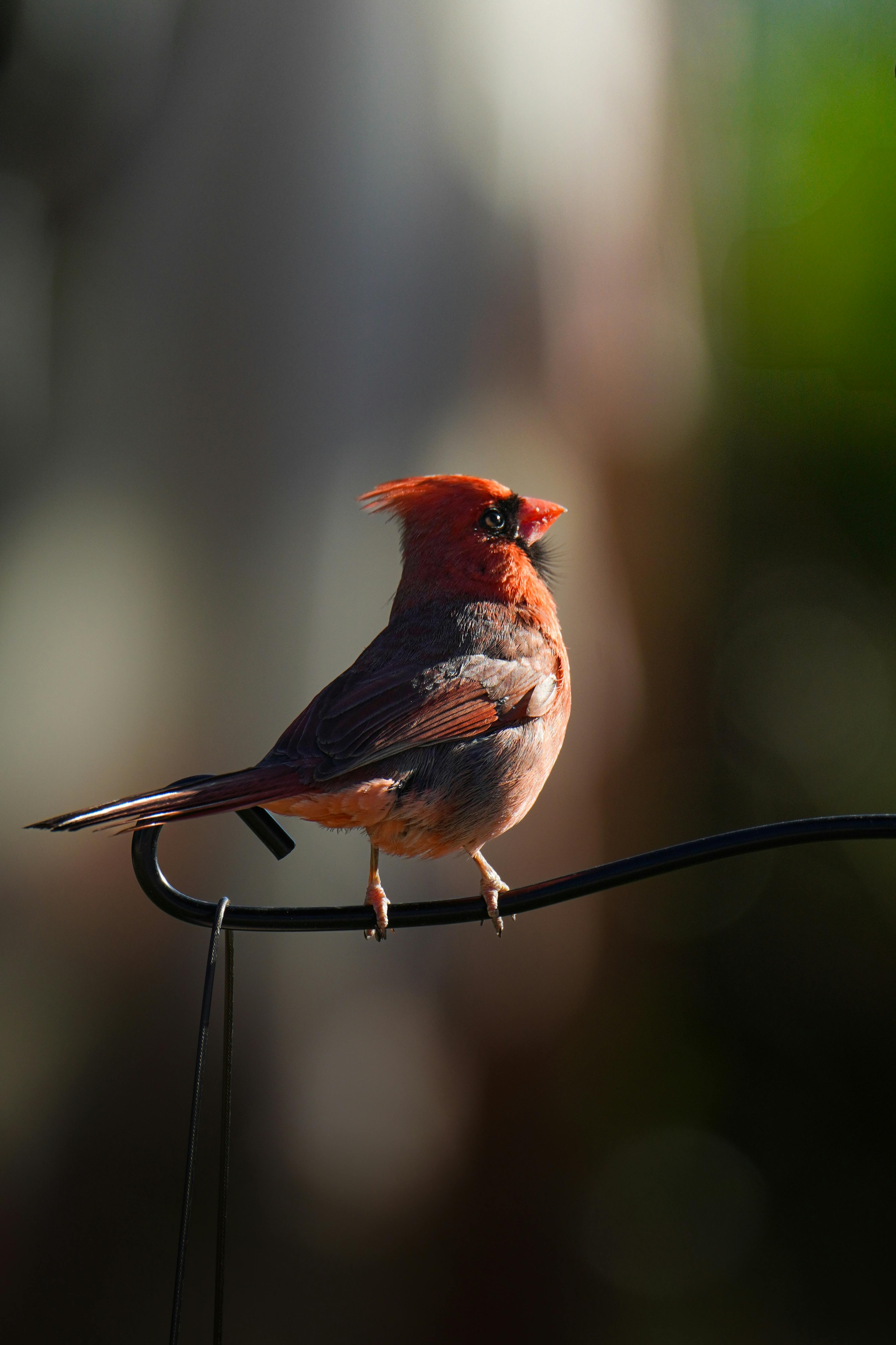 Red Cardinal Bird · Free Stock Photo