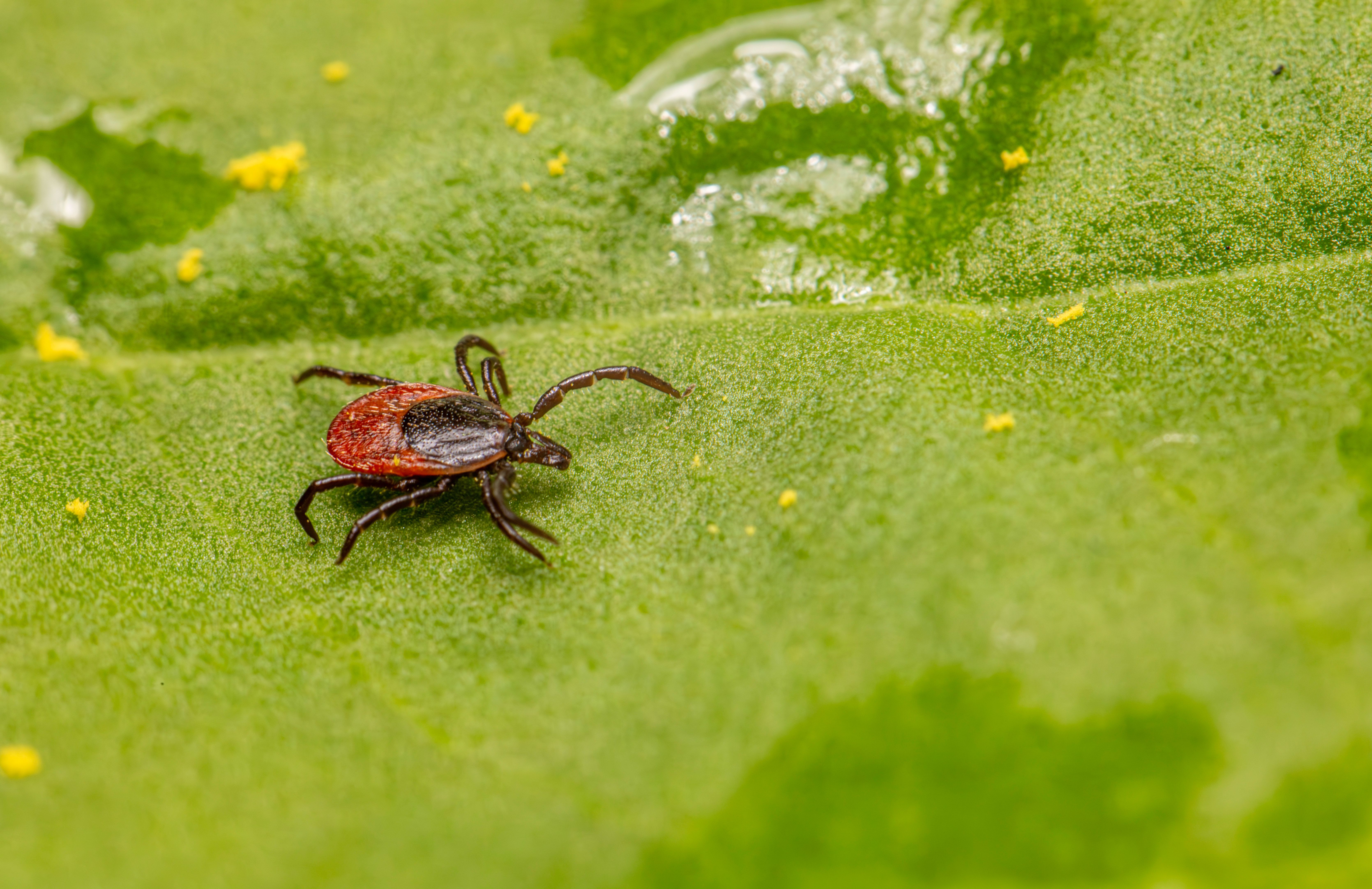 Macro Shot of Castor Bean Tick on Leaf · Free Stock Photo