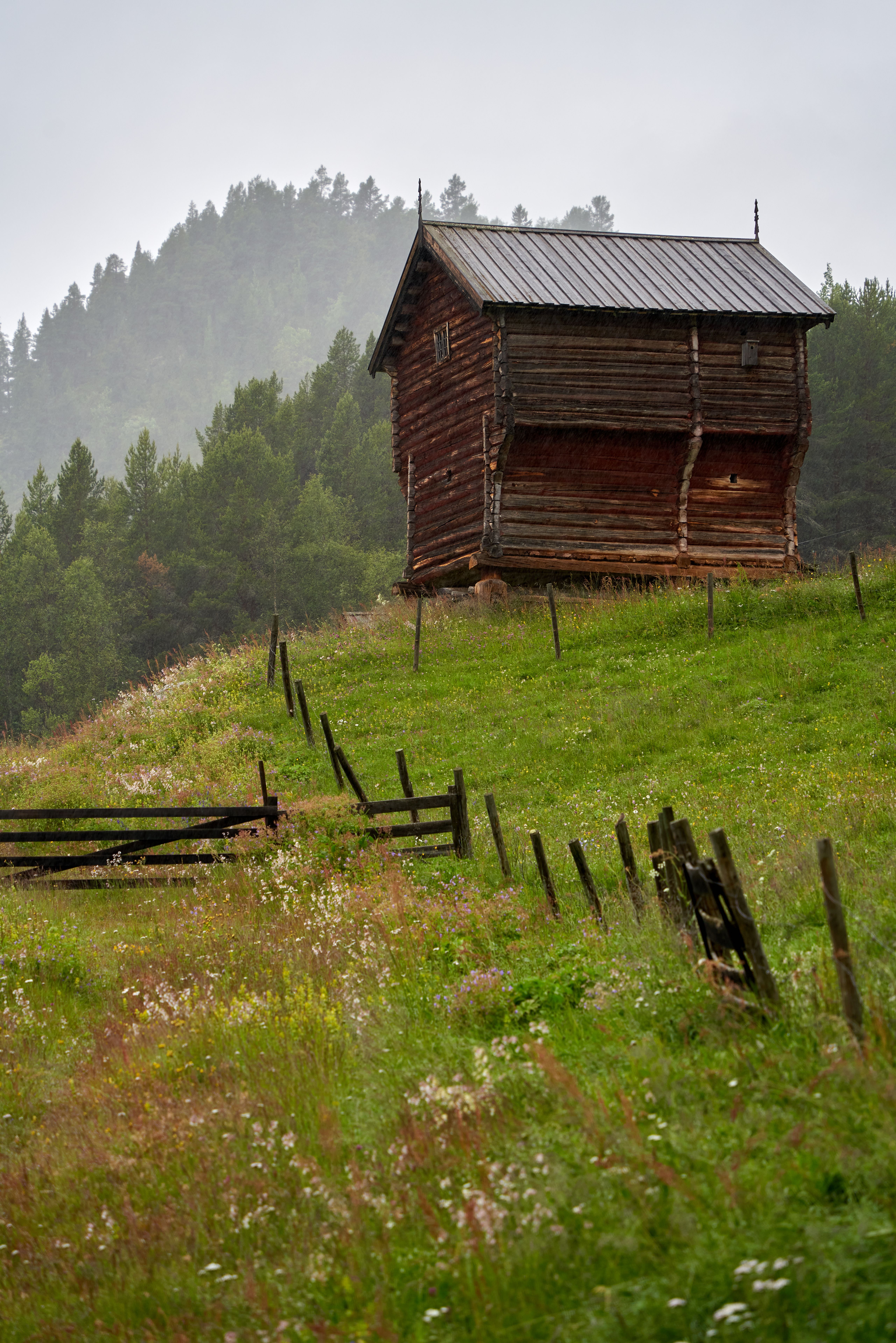 Baren In Norwegen