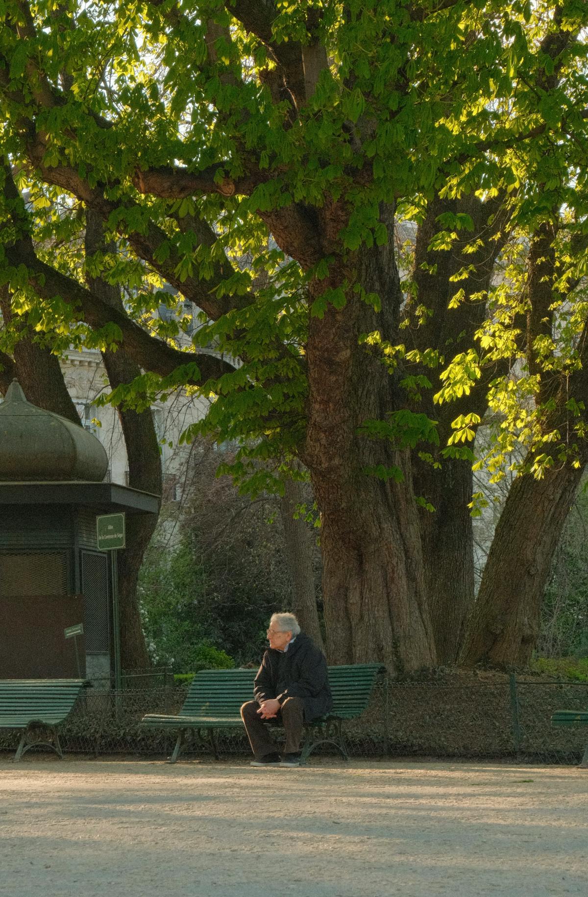 Tree Park Photos, Download The BEST Free Tree Park Stock Photos & HD Images