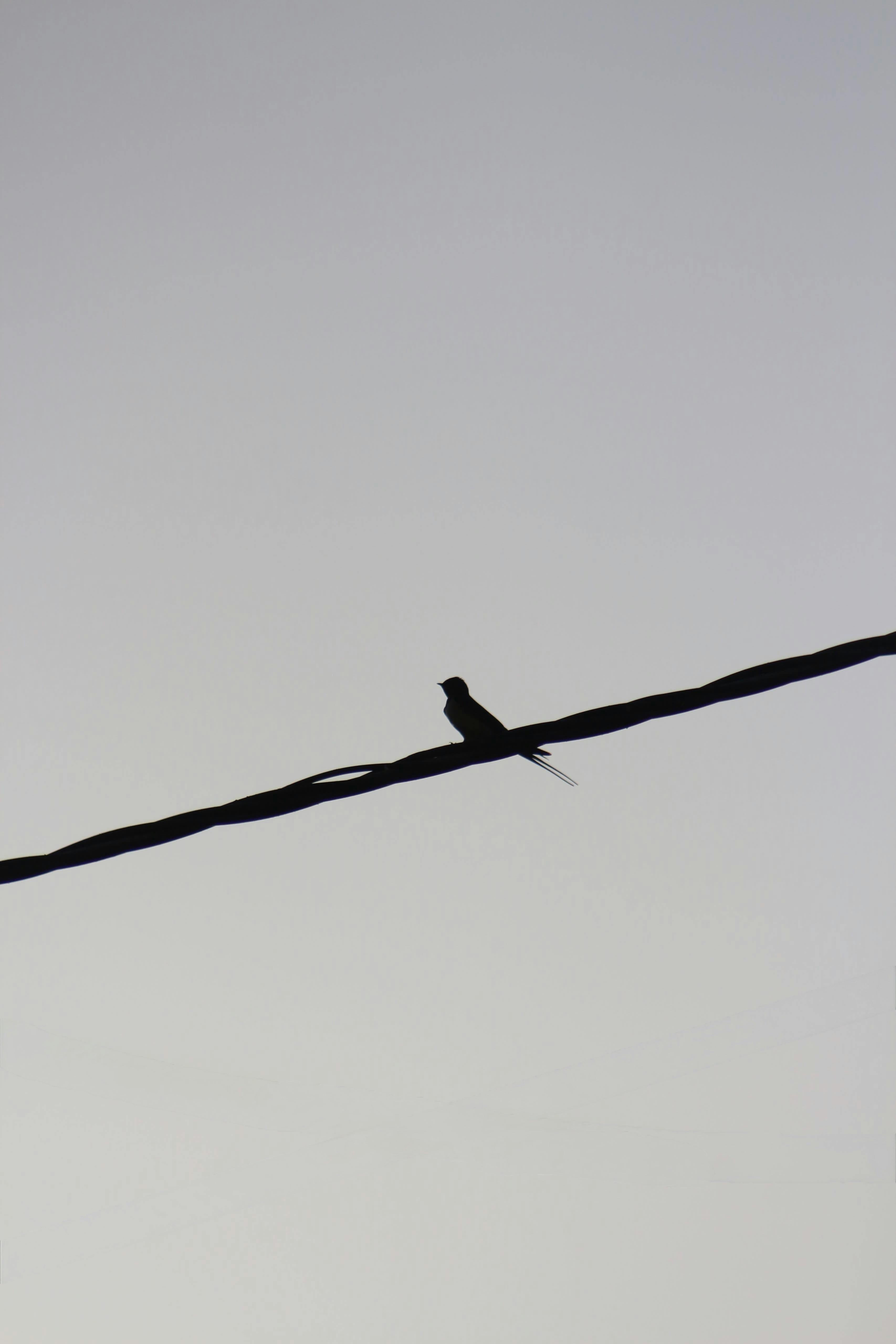 Bird Moment Photos, Download The BEST Free Bird Moment Stock Photos ...