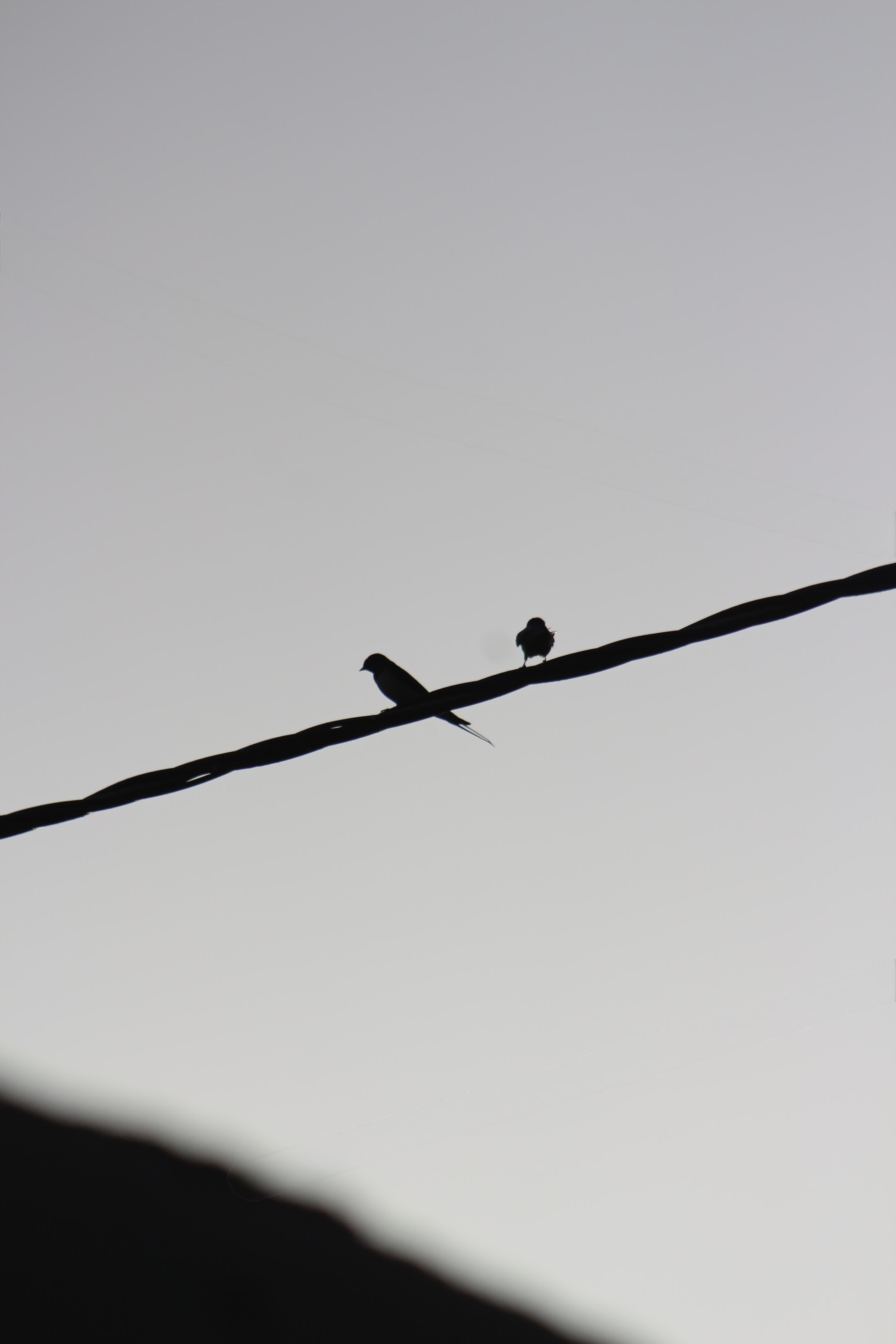 Silhouetted Birds on Power Line at Twilight · Free Stock Photo