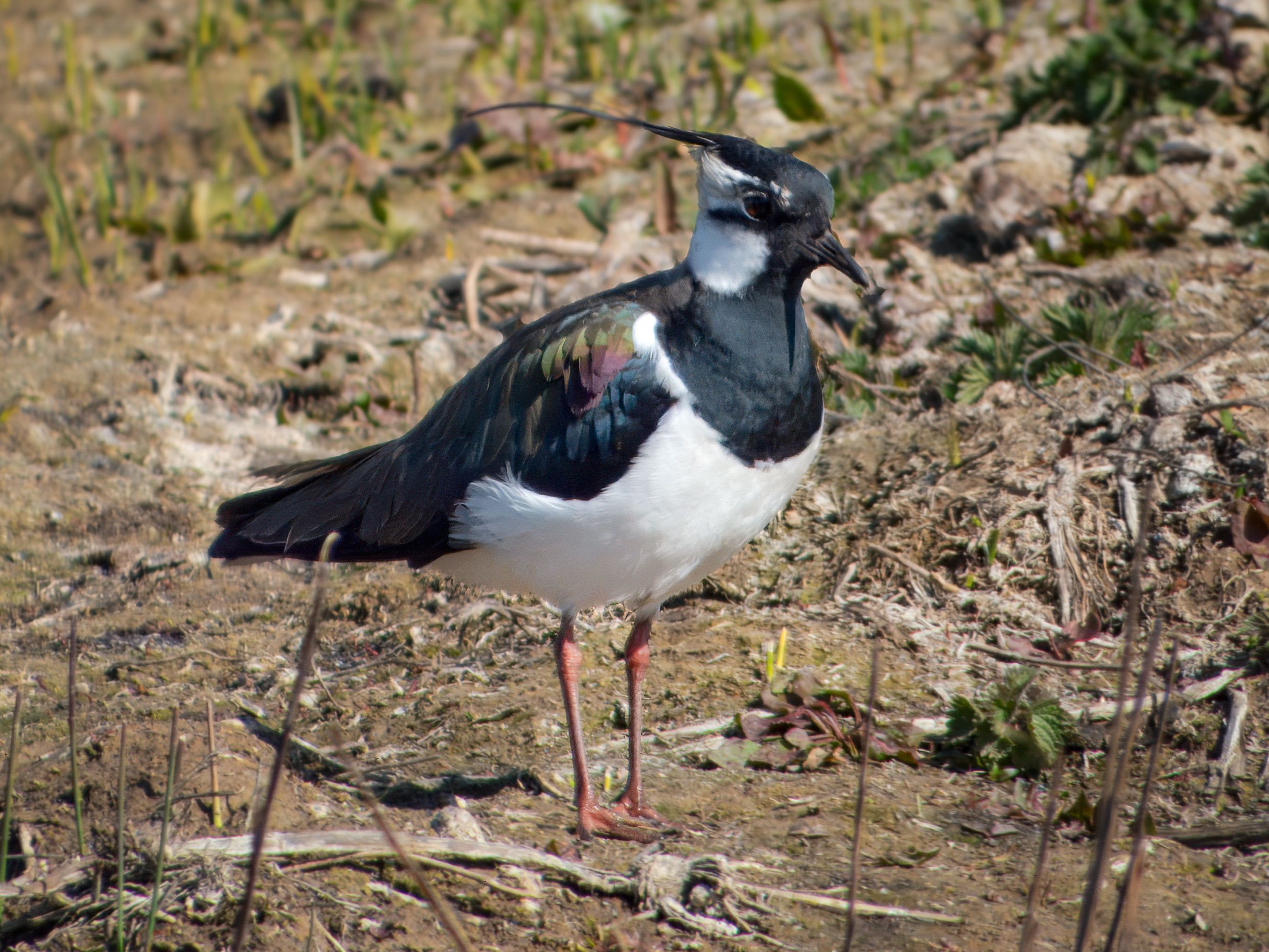 Northern Lapwing in Natural Habitat · Free Stock Photo