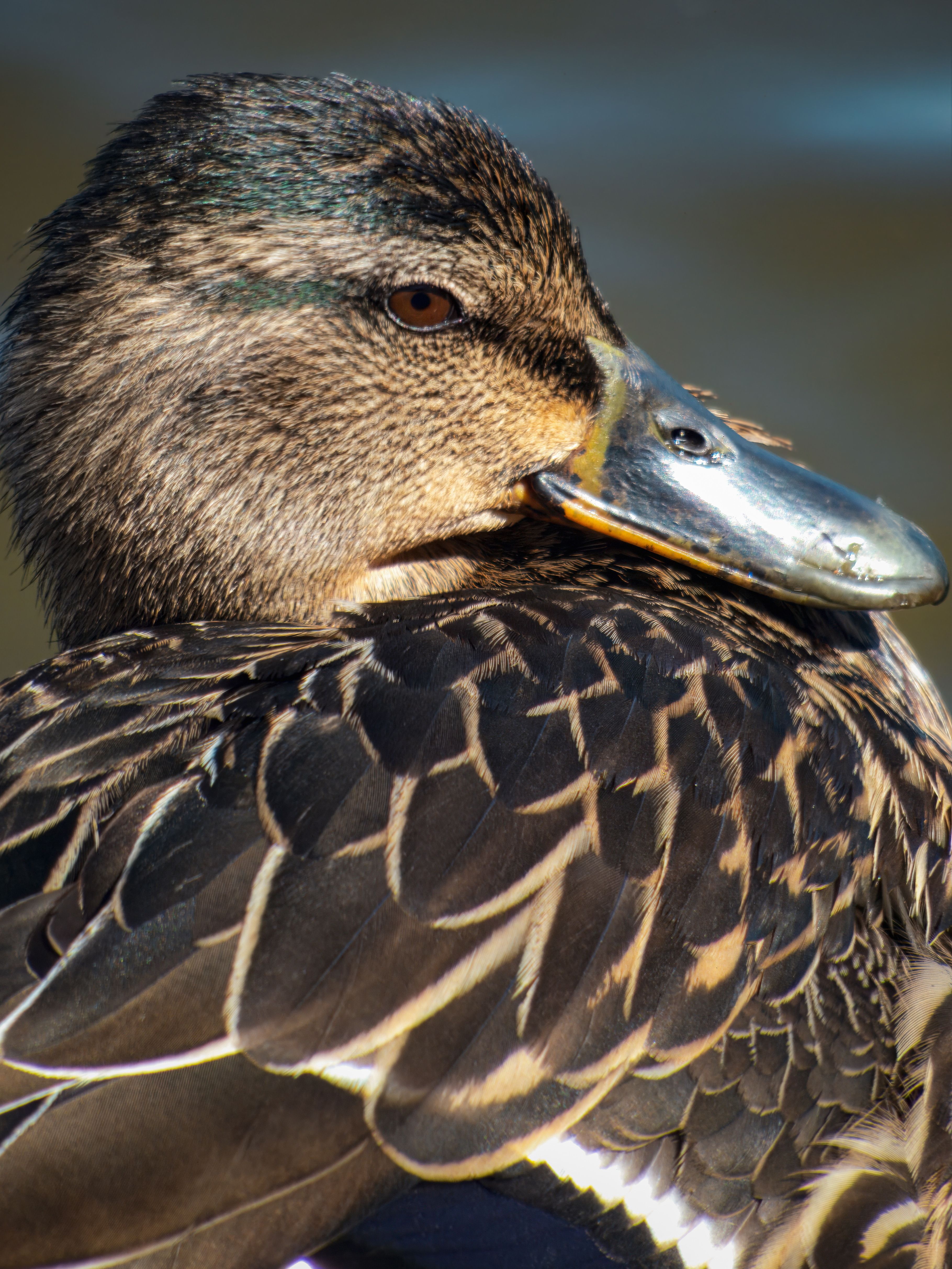 Close-up of a Female Mallard Duck in the Wild · Free Stock Photo