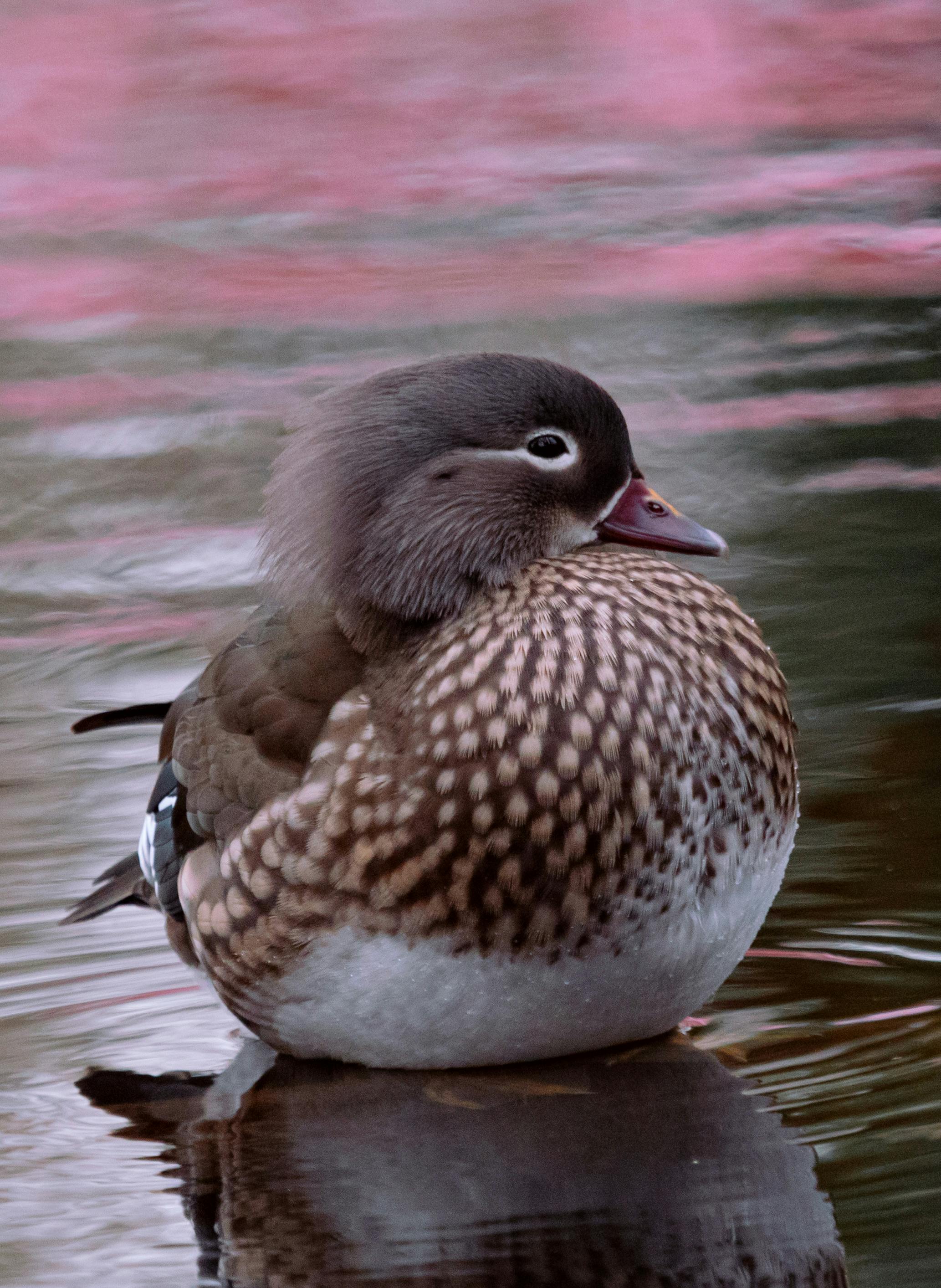 300.000+ Veiling Reflection Bilder und Fotos · Kostenlos Downloaden ...