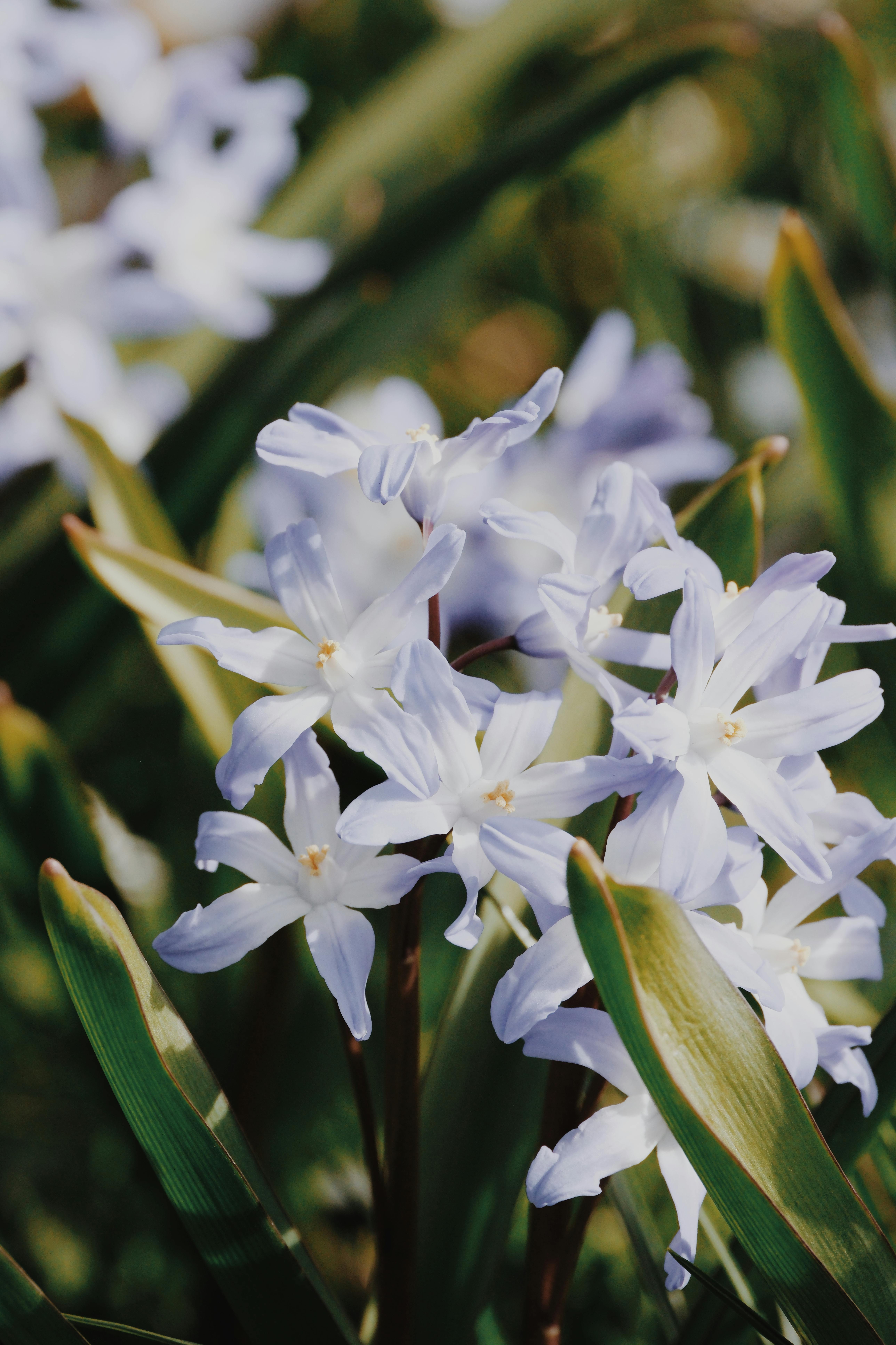 Close-Up of Blue Star Flowers in Spring Garden · Free Stock Photo