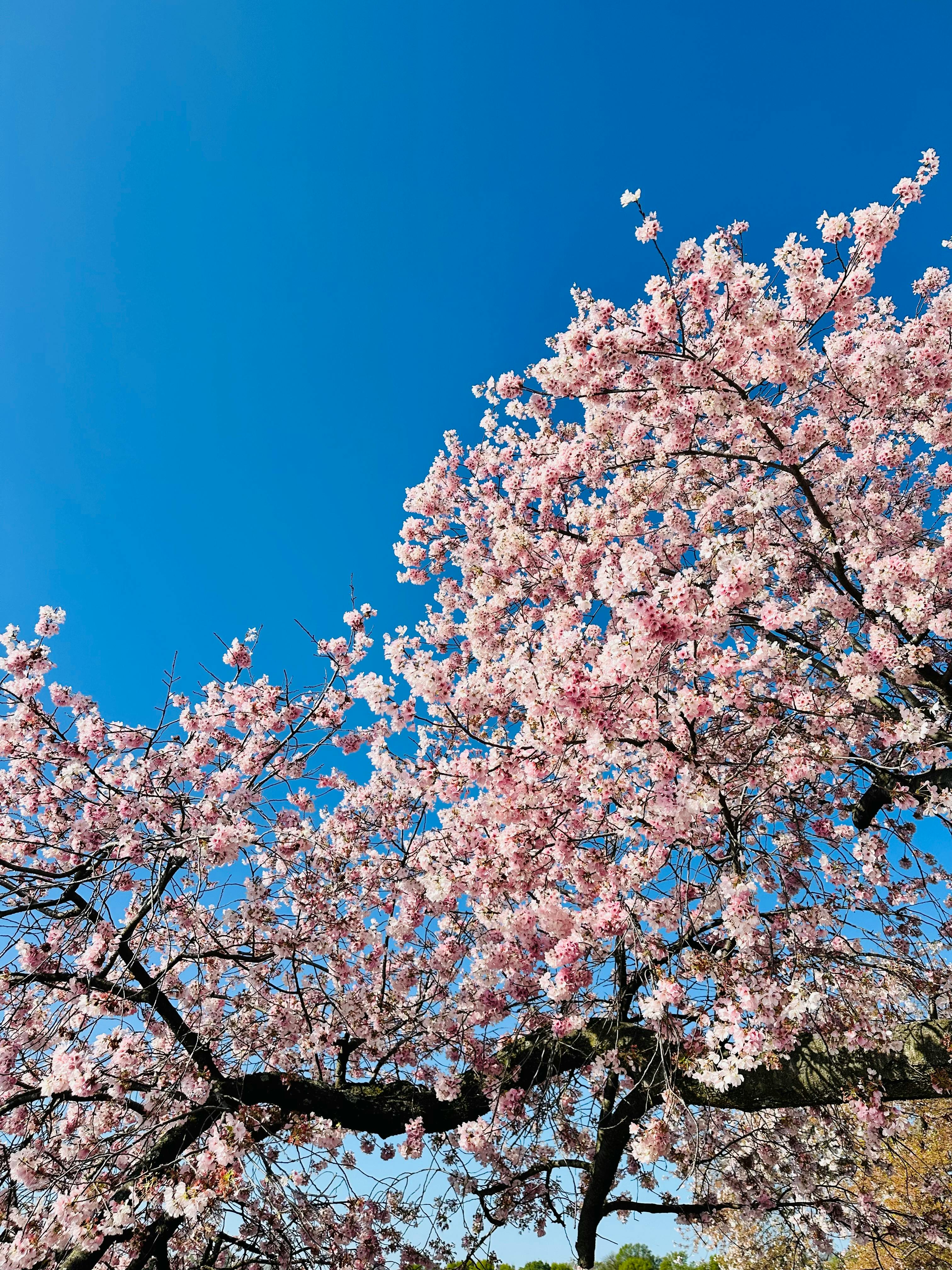 Reject Flower Photos, Download The BEST Free Reject Flower Stock Photos ...