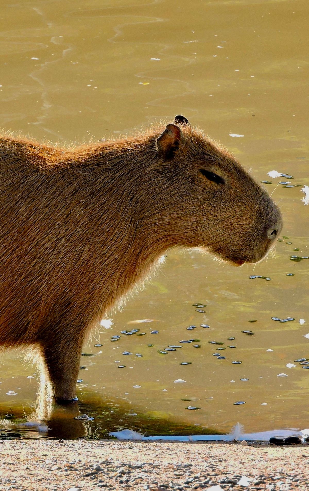 100+ melhores imagens de Capivara · Download 100% grátis · Fotos ...