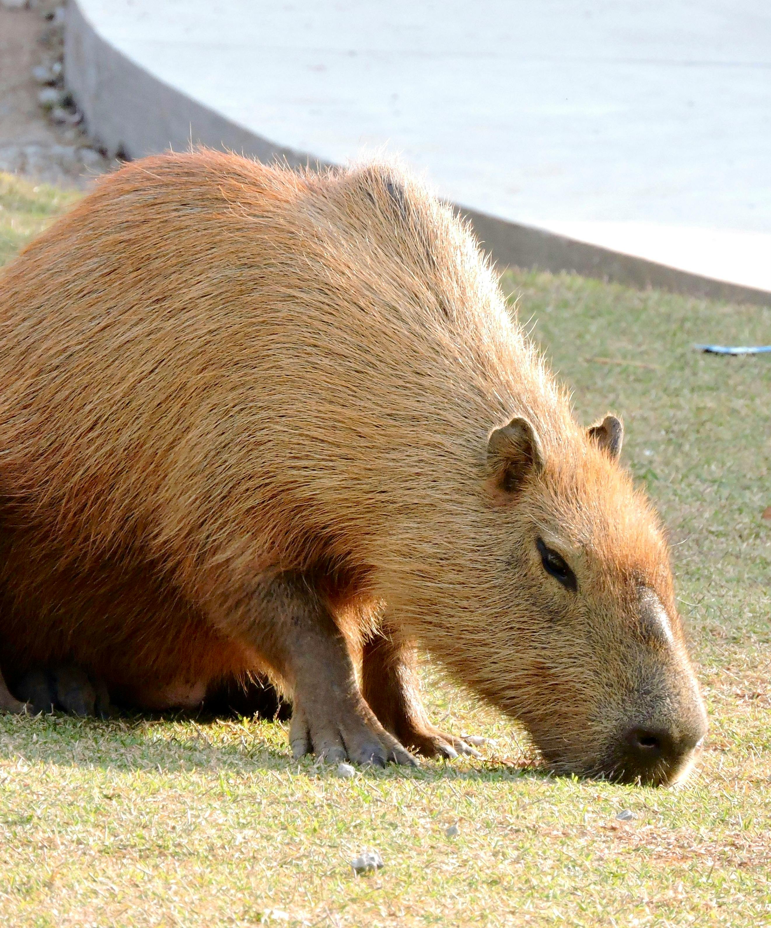 Capybara Animation Photos, Download The BEST Free Capybara Animation ...