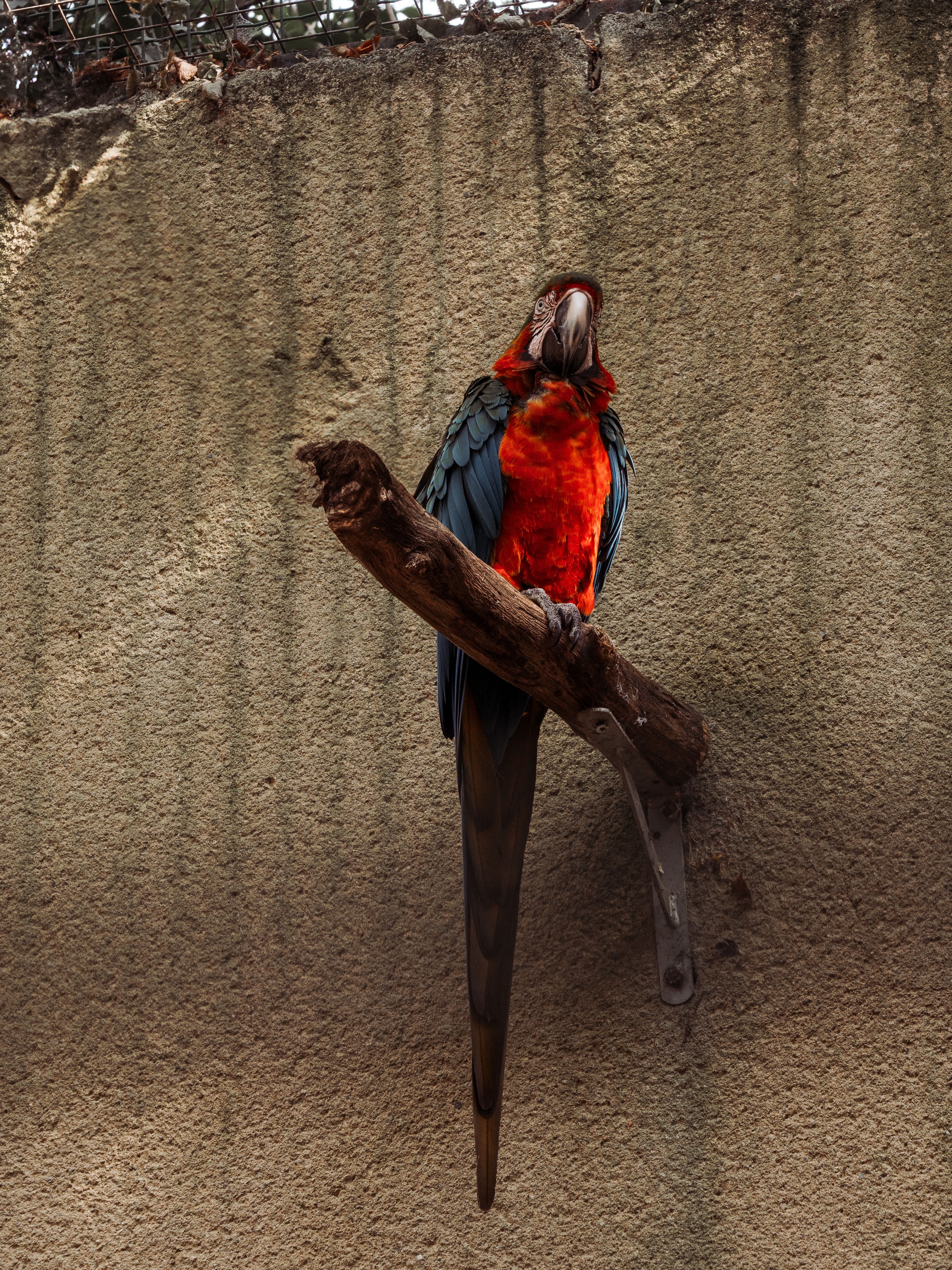 Colorful Parrot Perched on a Branch in France · Free Stock Photo