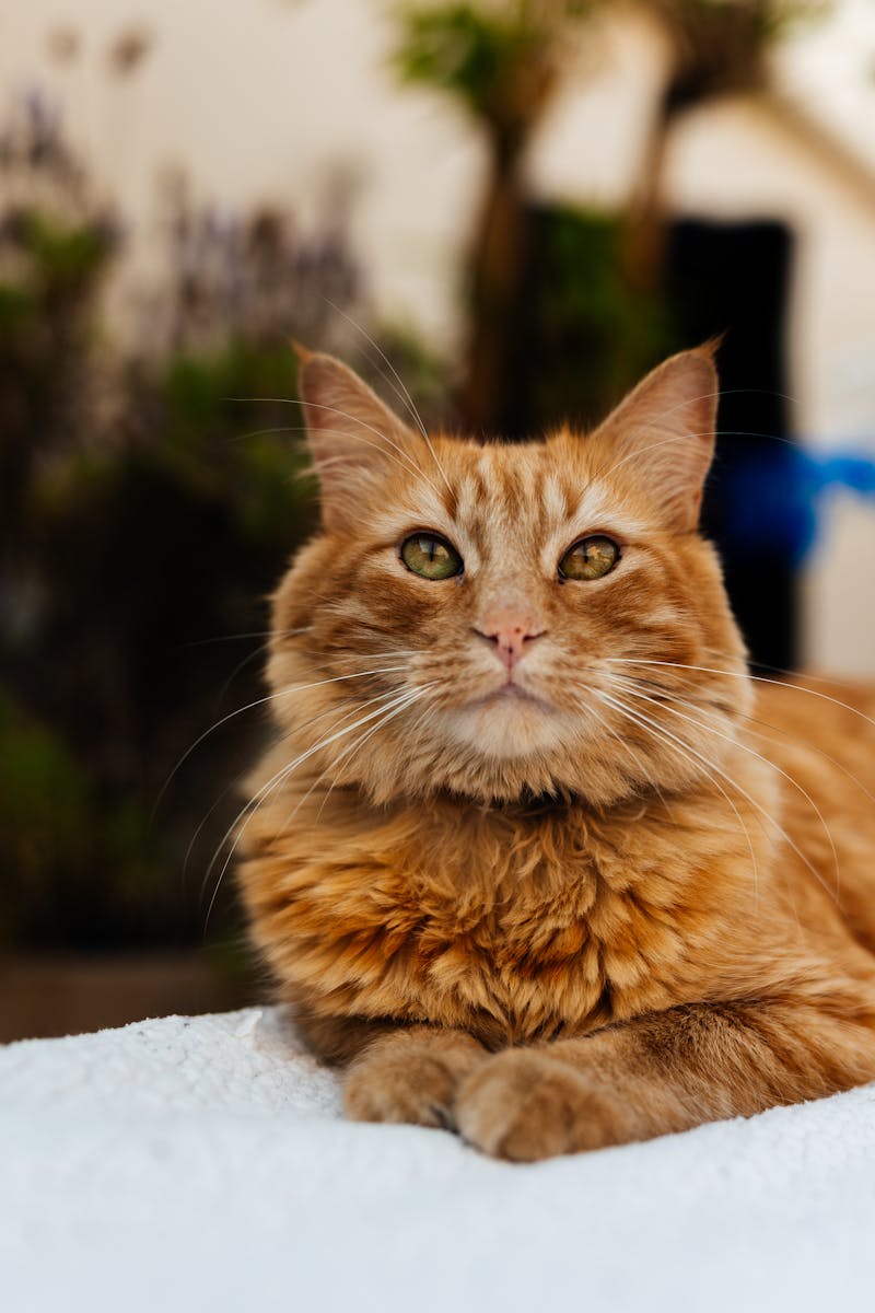 Ginger Cat Photos, Download The BEST Free Ginger Cat Stock Photos & HD ...