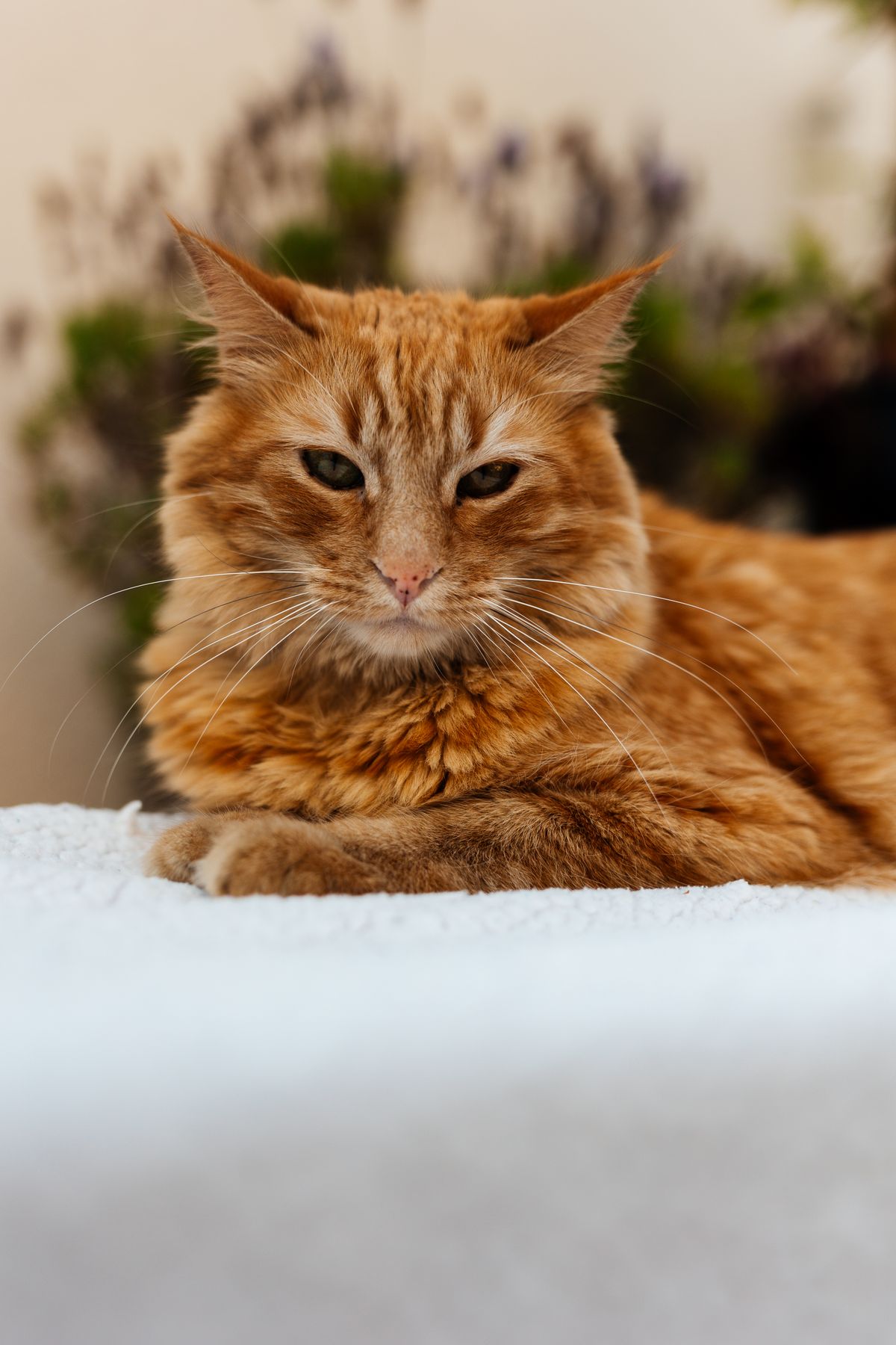 10,000+ Best Cat Photos · 100% Free Download · Pexels Stock Photos