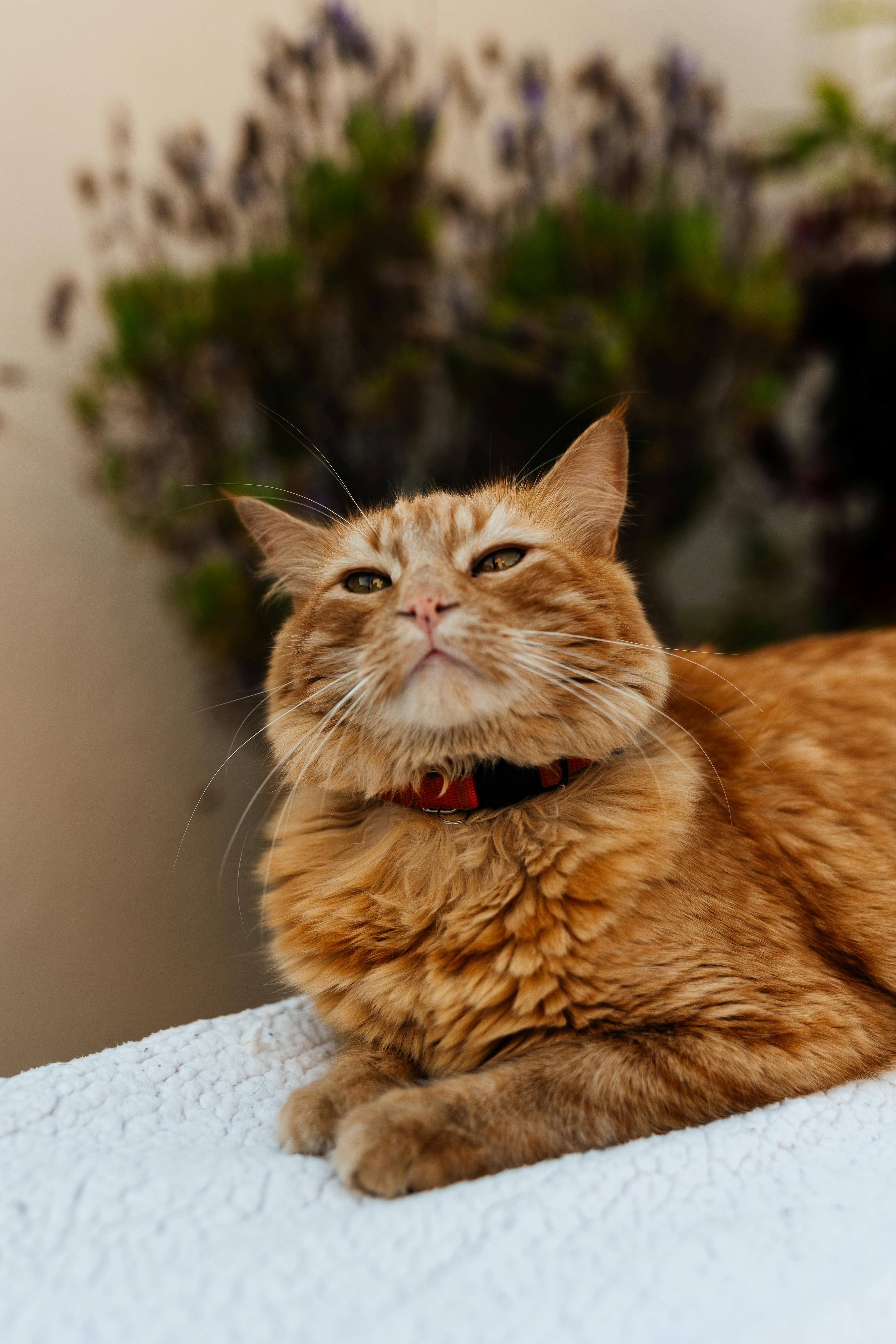 Orange Tabby Cat on Black Rope Link Fence · Free Stock Photo