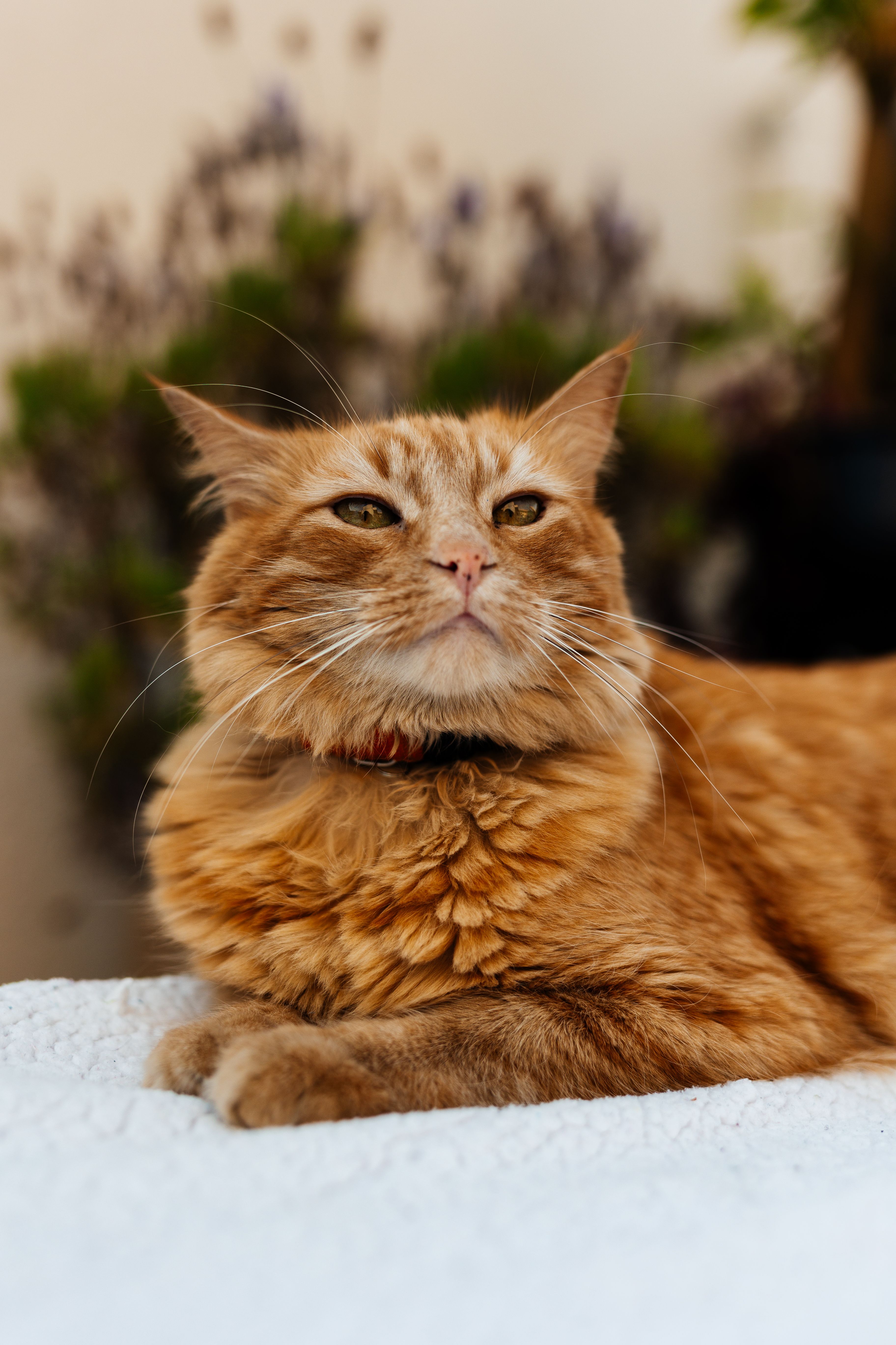 Cat Reaction Photos, Download The BEST Free Cat Reaction Stock Photos ...