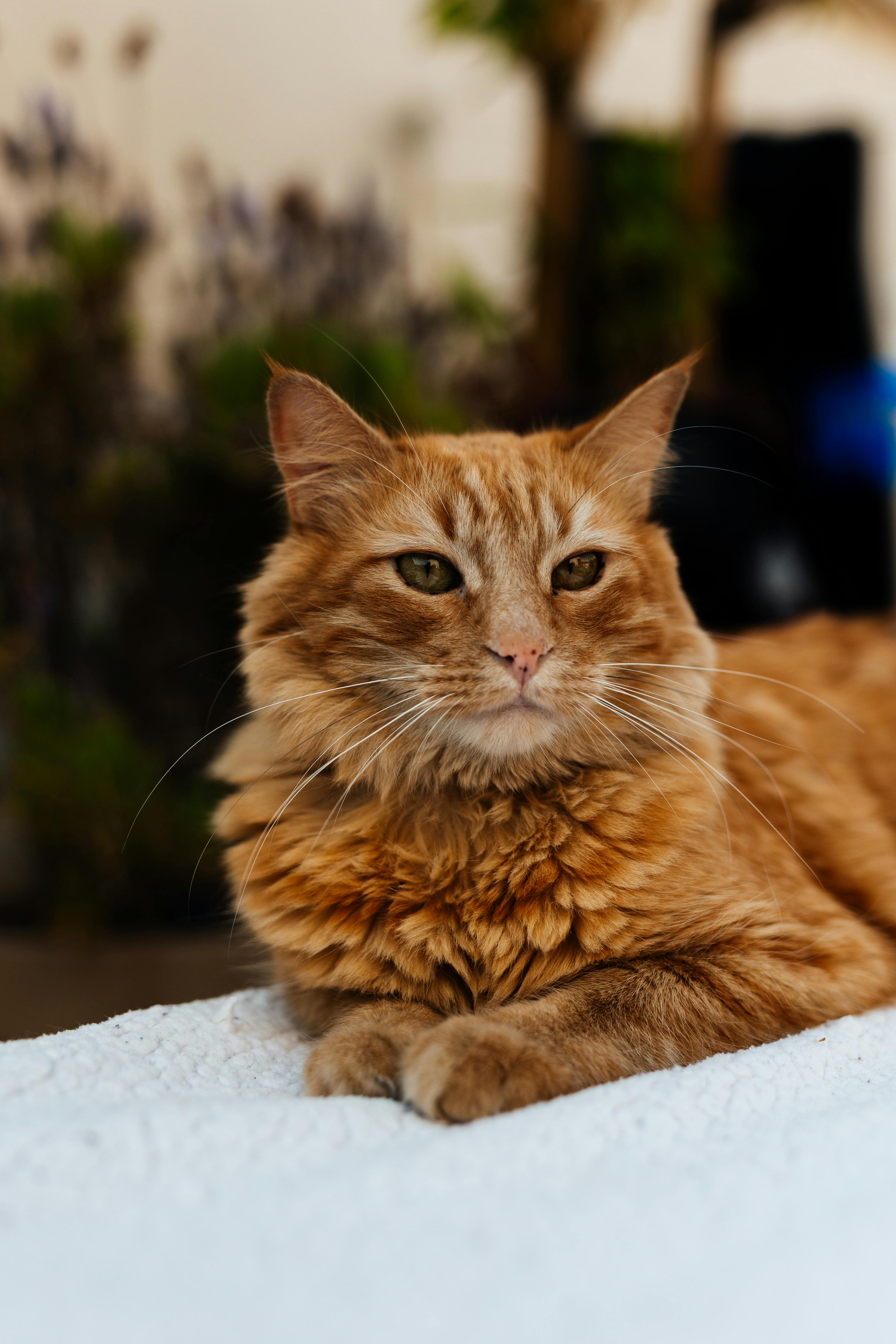 Charming Fluffy Ginger Cat in Outdoor Setting · Free Stock Photo