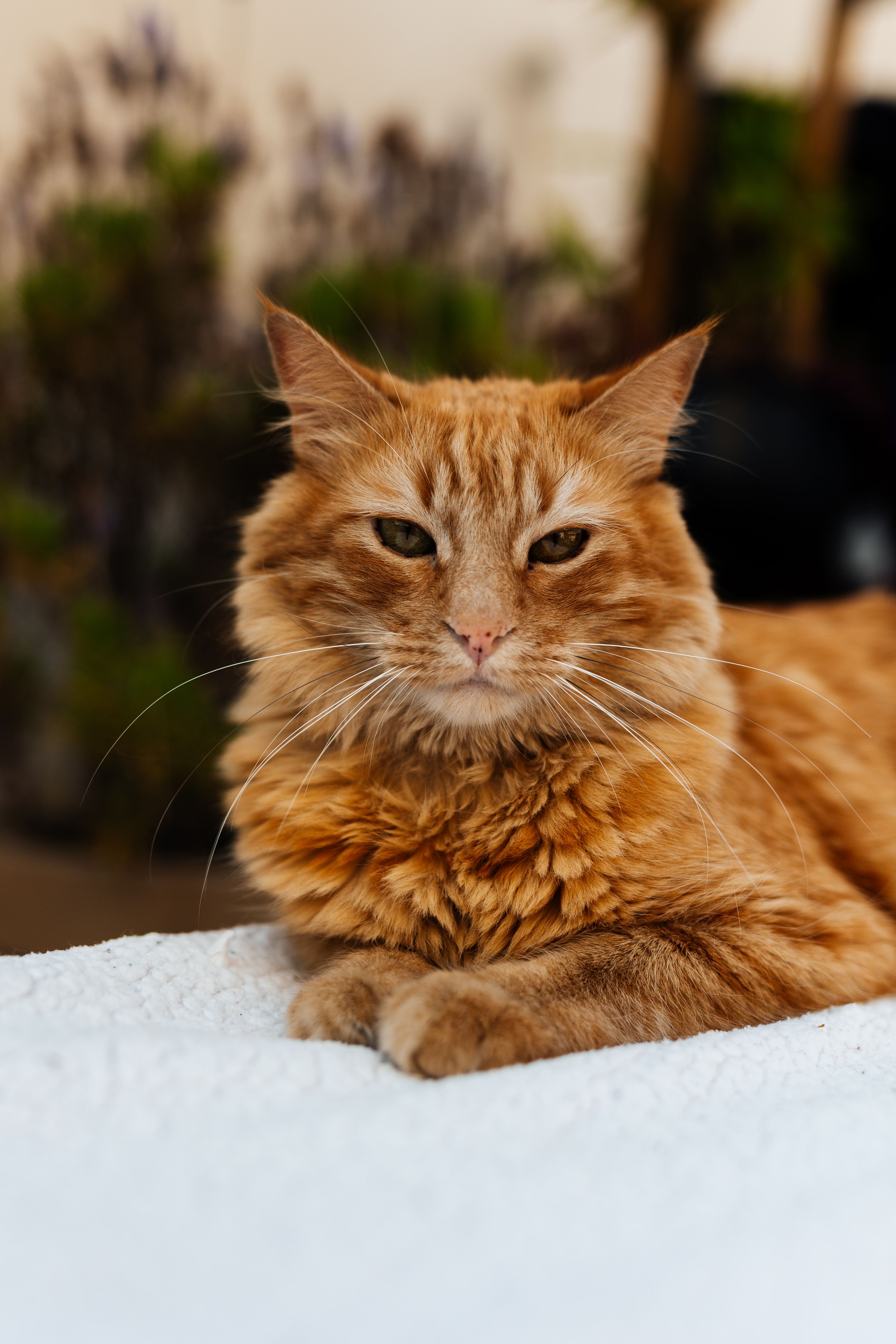 Cute Cat Photos, Download The BEST Free Cute Cat Stock Photos & HD Images