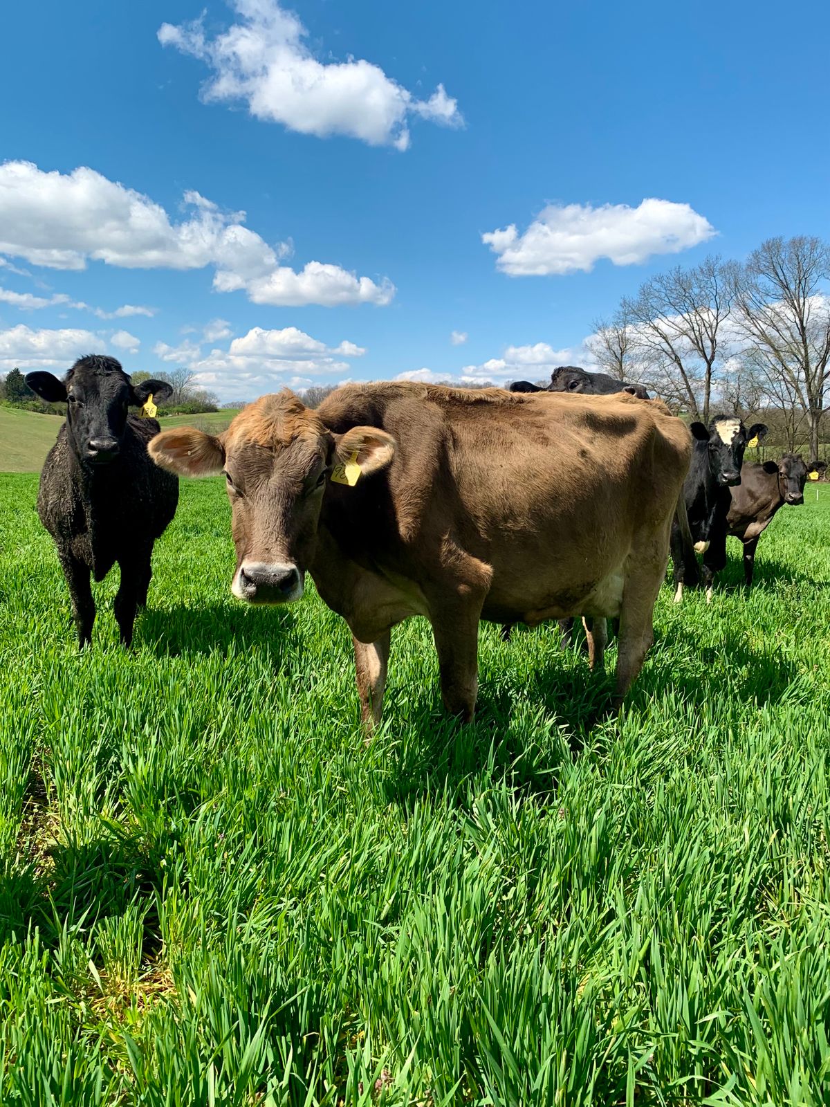 Cows In Pasture Photos, Download The BEST Free Cows In Pasture Stock ...