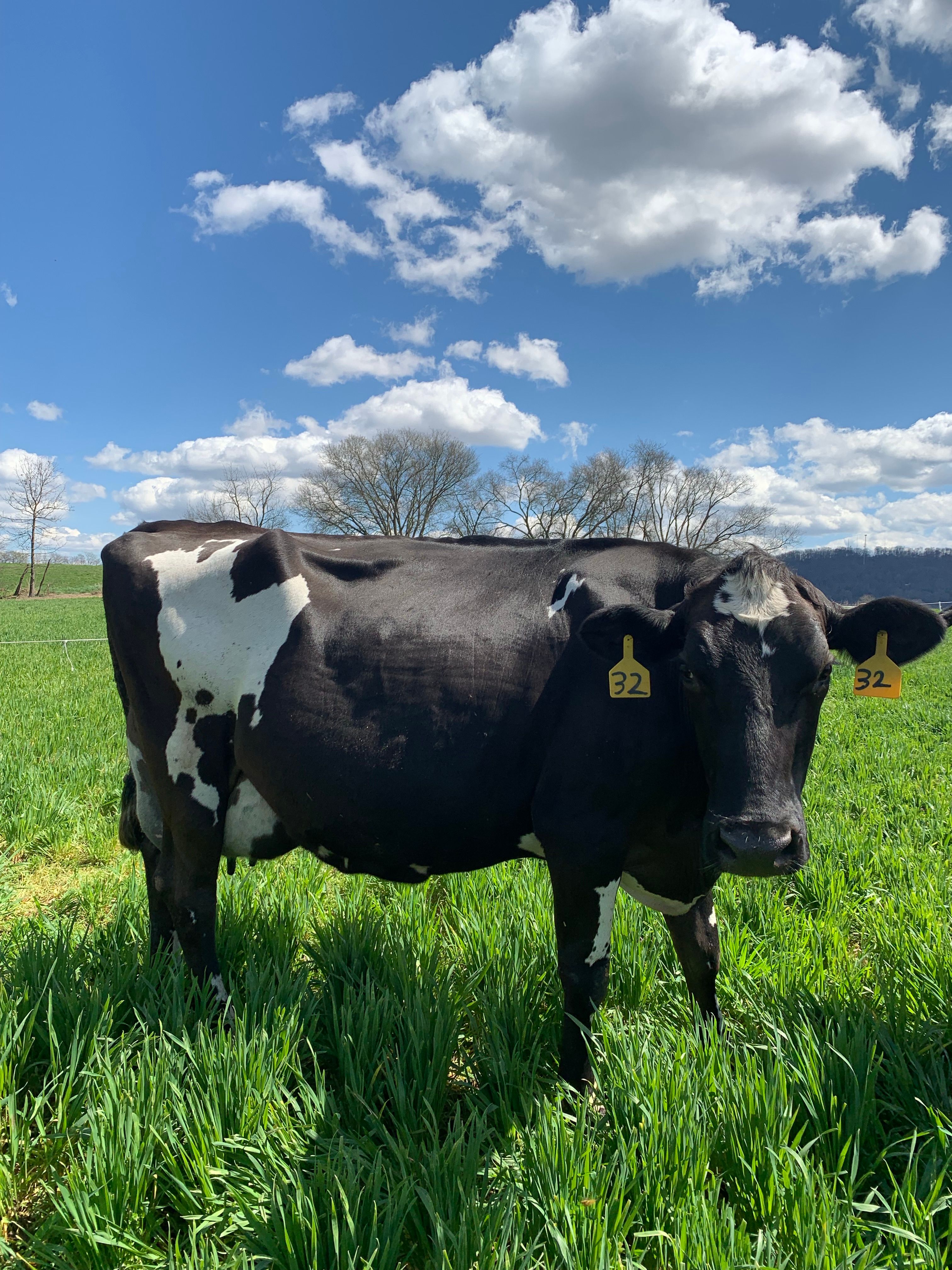 Holstein Cow in Lush Green Field · Free Stock Photo