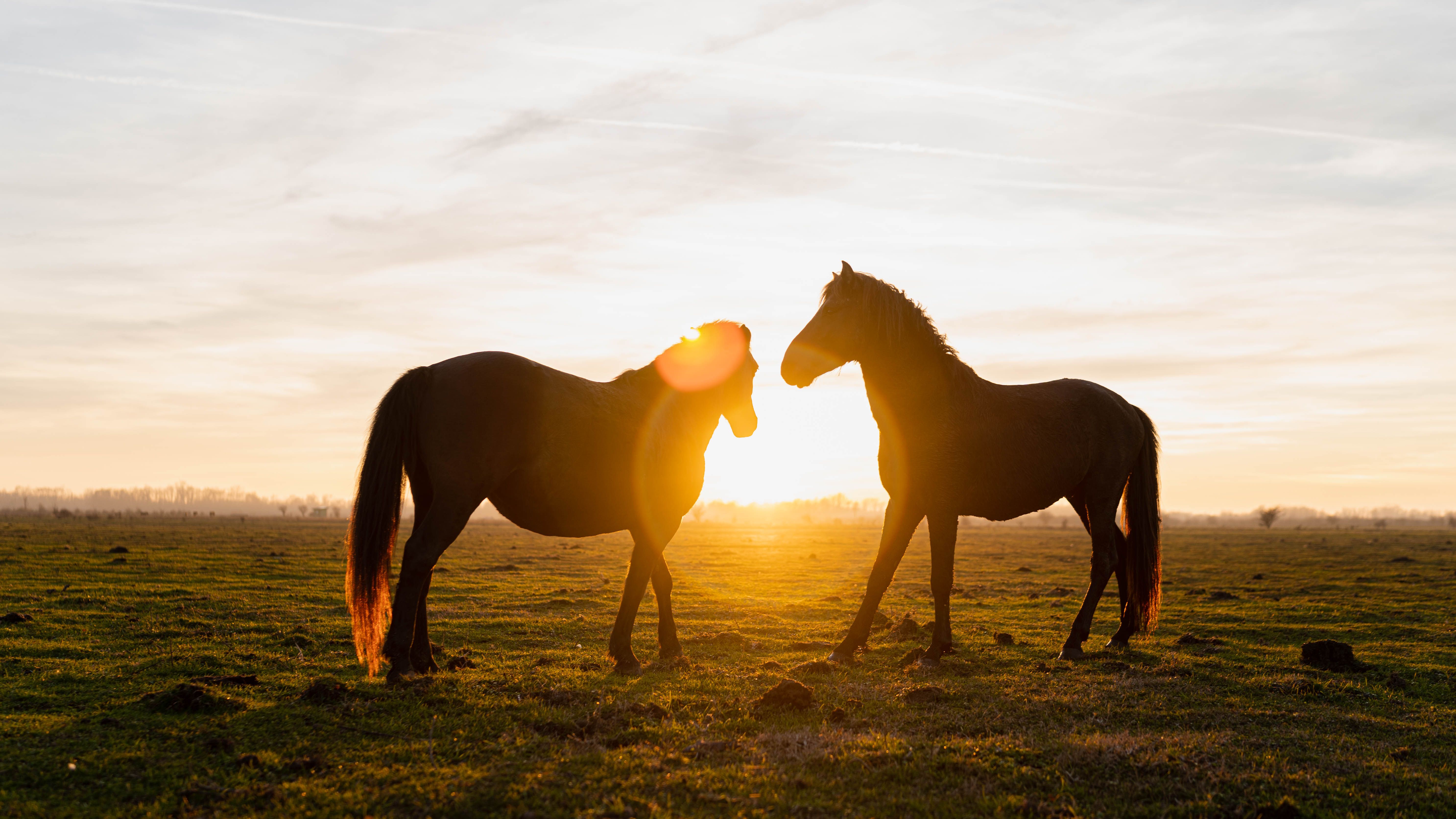 Horses Light Photos, Download The BEST Free Horses Light Stock Photos ...