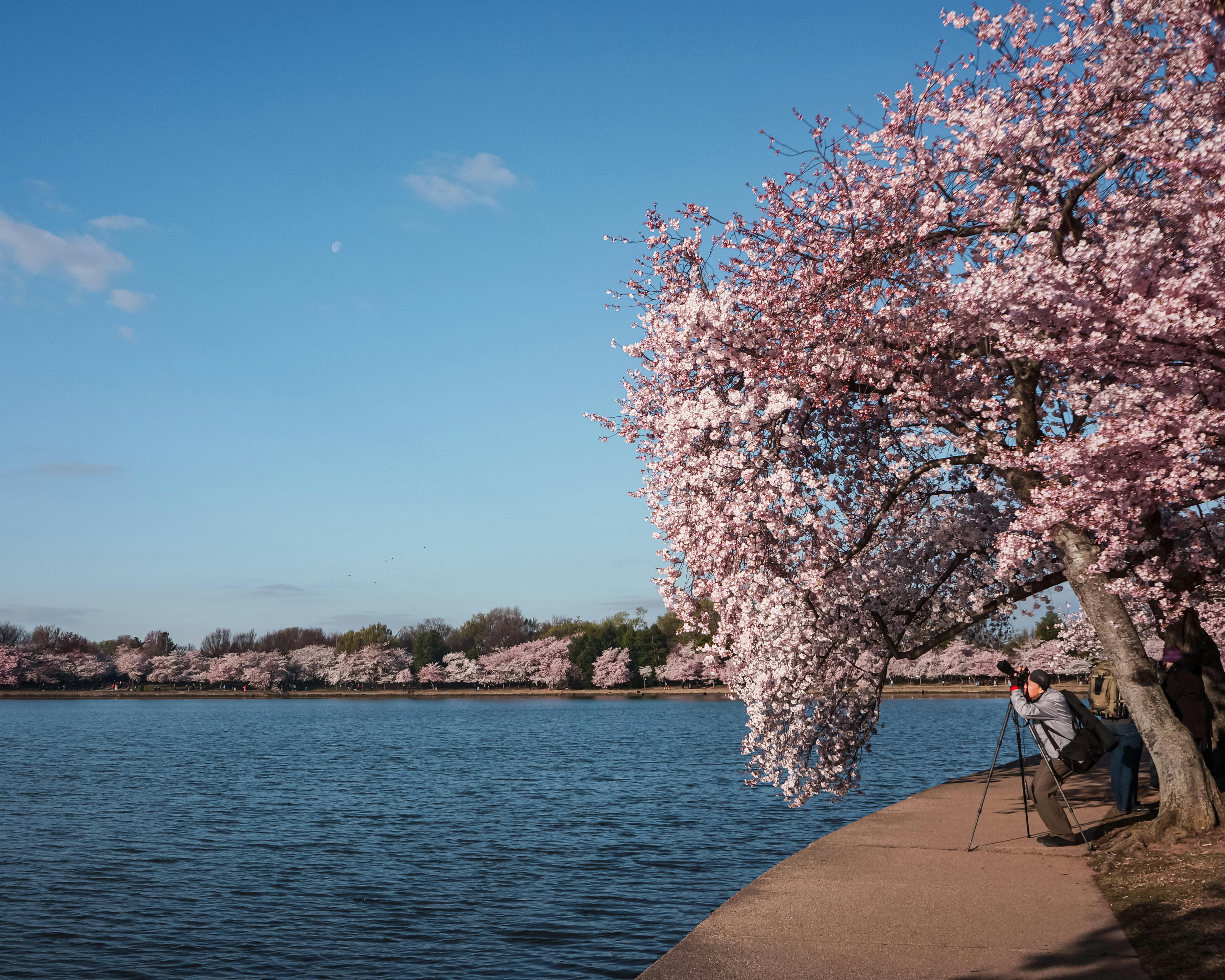 Cherry Blossoms by Tidal Basin in Spring · Free Stock Photo