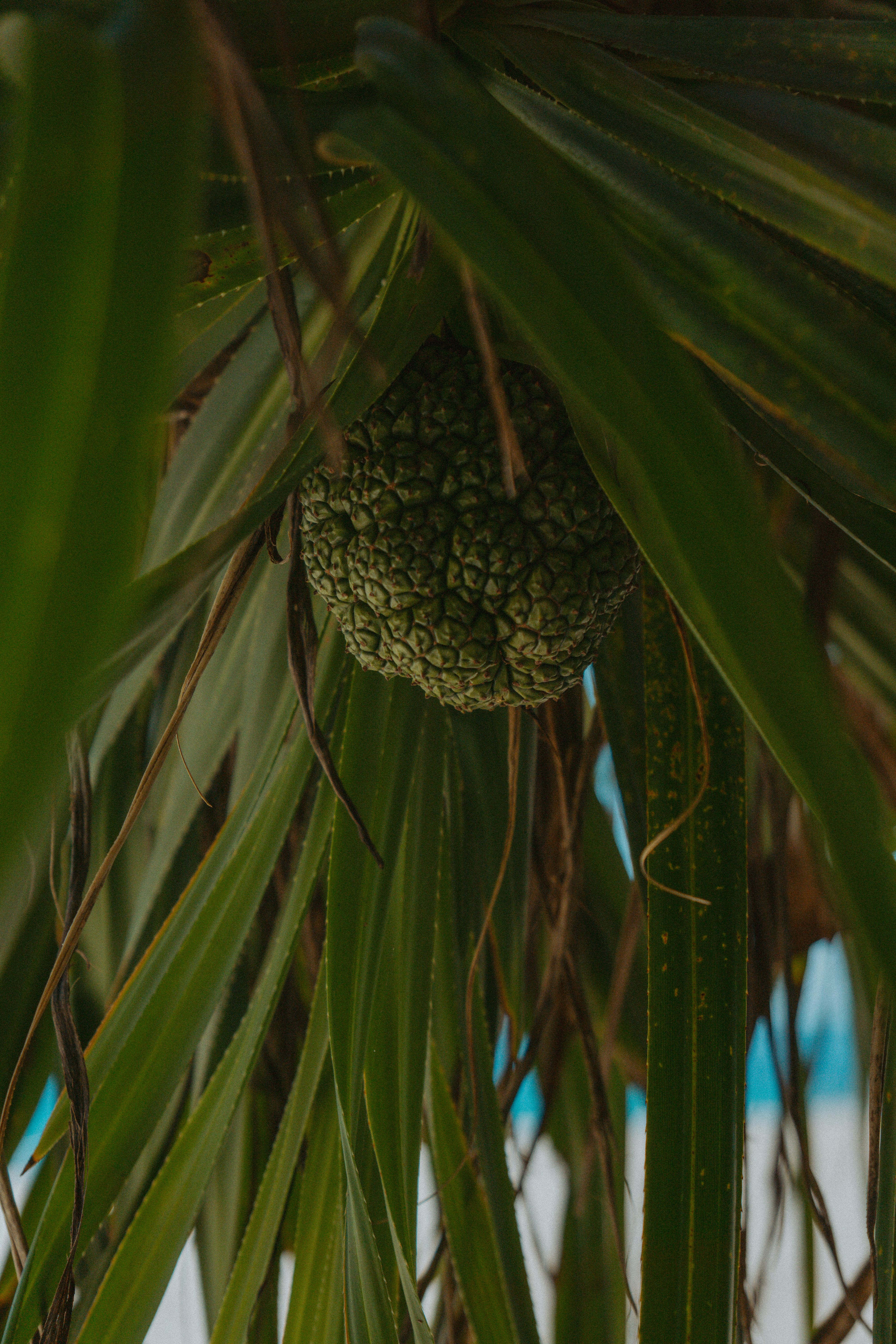 Pandan Photos, Download The BEST Free Pandan Stock Photos & HD Images