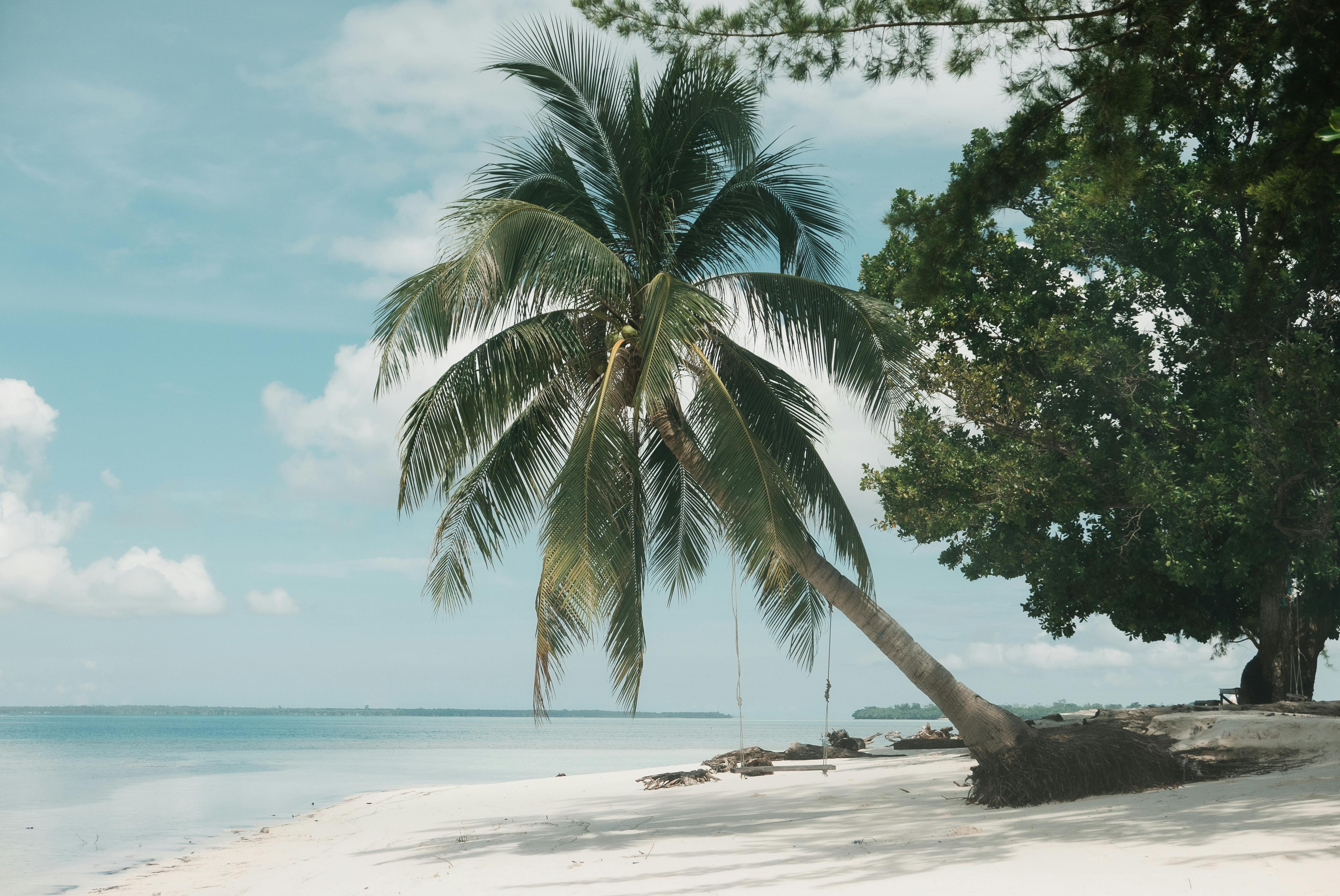 Tropical Beach with Palm Tree and Clear Sea View · Free Stock Photo