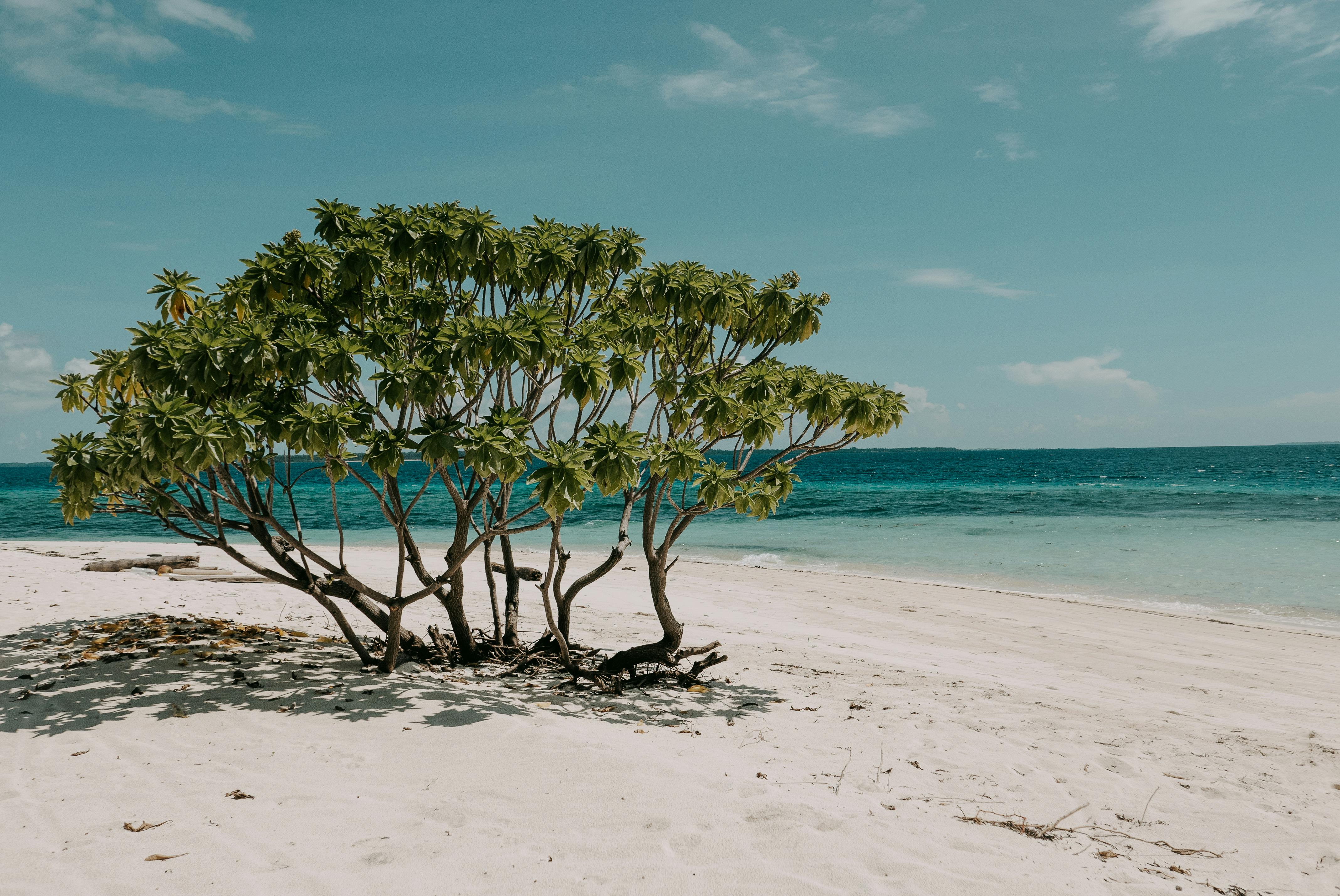 Pal Tree On Beach Photos, Download The BEST Free Pal Tree On Beach ...