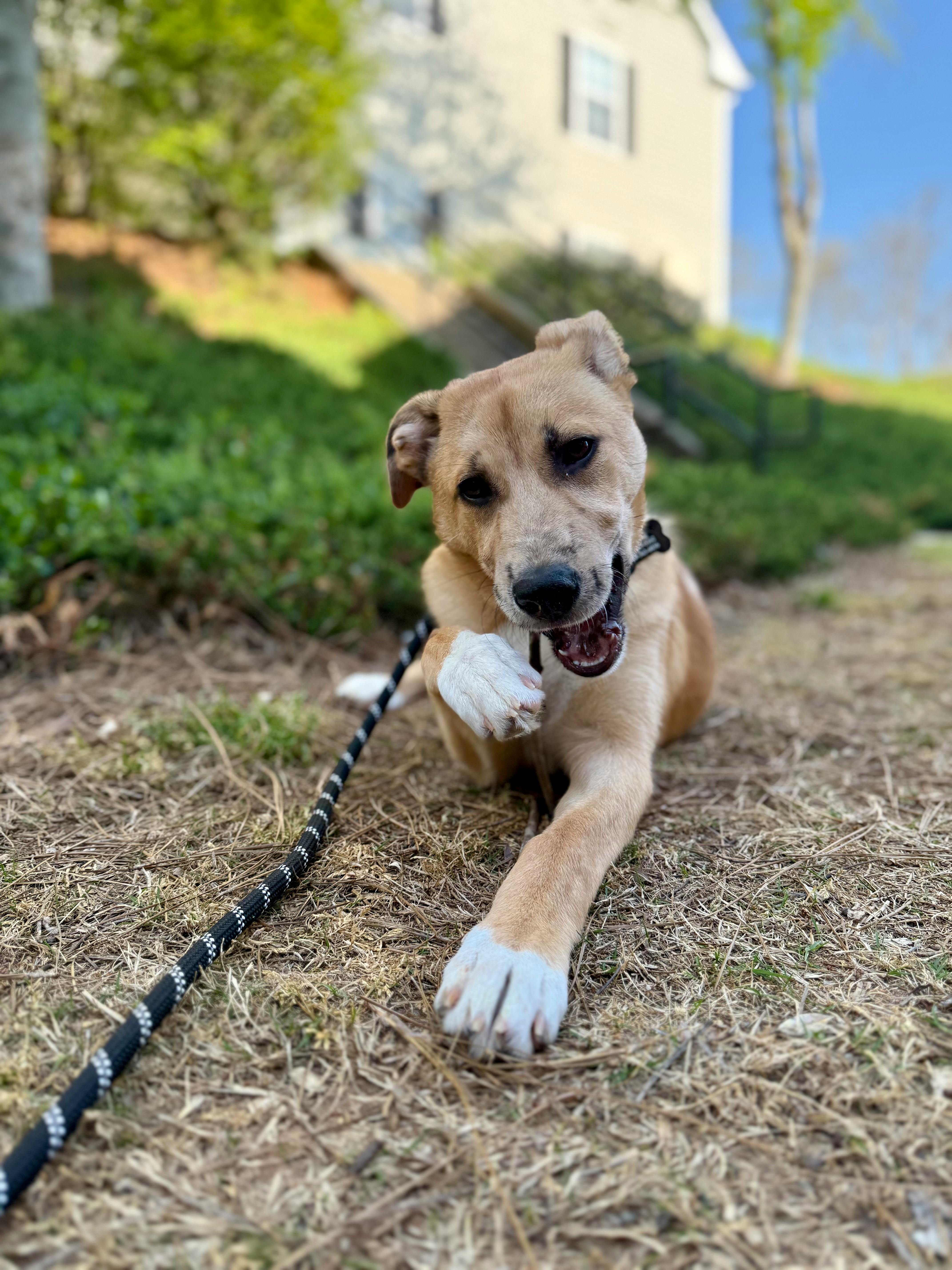 Playful Dog Chewing Stick in a Sunny Backyard · Free Stock Photo